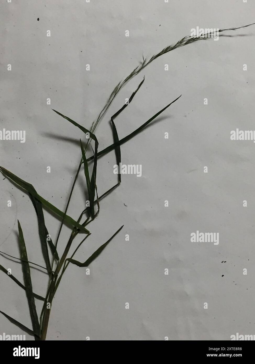 nimblewill (Muhlenbergia schreberi) Plantae Stock Photo - Alamy