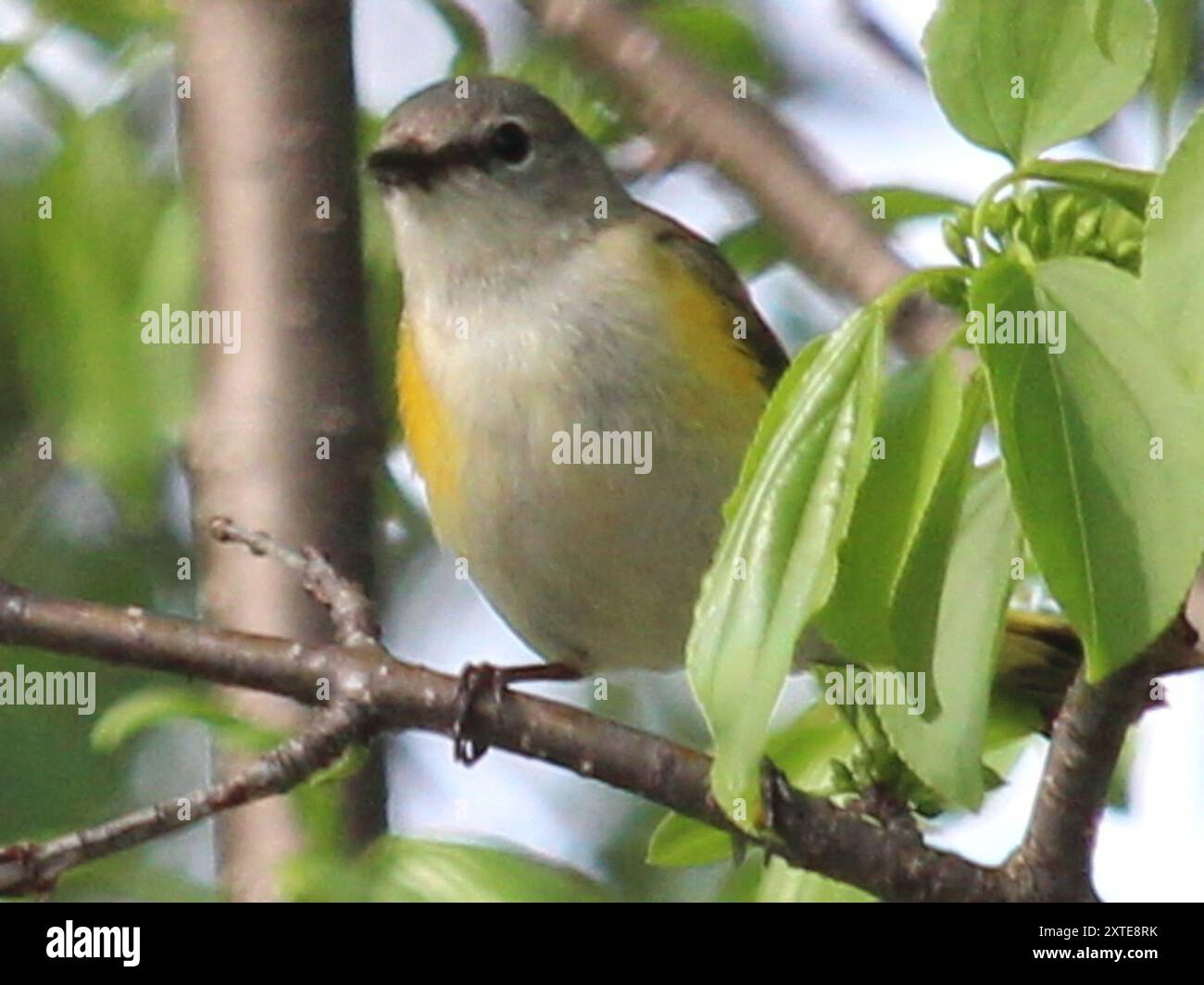 American Redstart (Setophaga ruticilla) Aves Stock Photo - Alamy