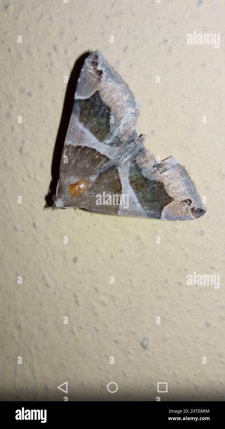 The Passenger (Dysgonia algira) Insecta Stock Photo - Alamy