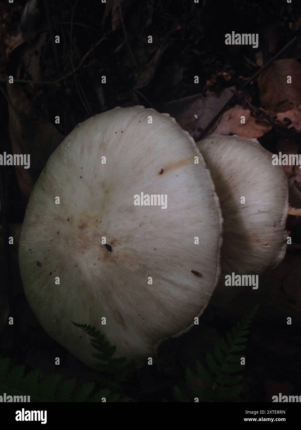 Eastern American Platterful Mushroom (Megacollybia rodmanii) Fungi ...