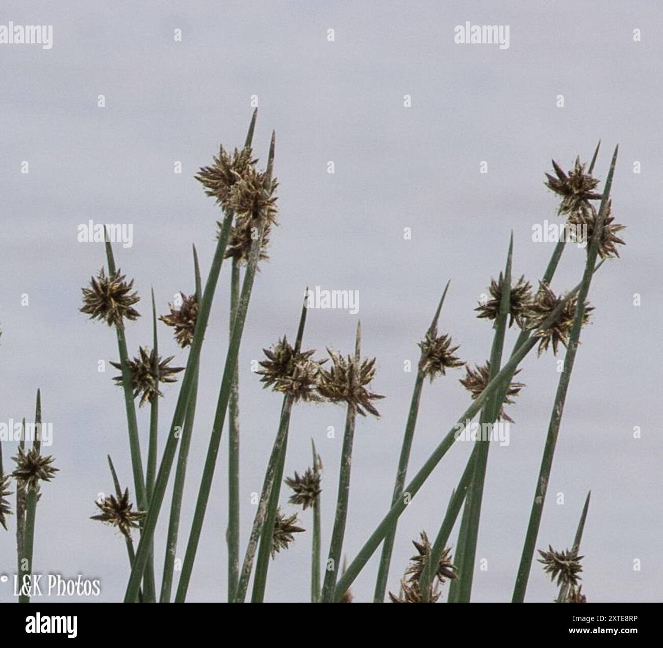 sedges (Cyperaceae) Plantae Stock Photo - Alamy