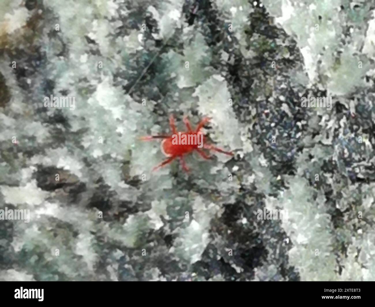 Trombidiform Mites (Trombidiformes) Arachnida Stock Photo - Alamy