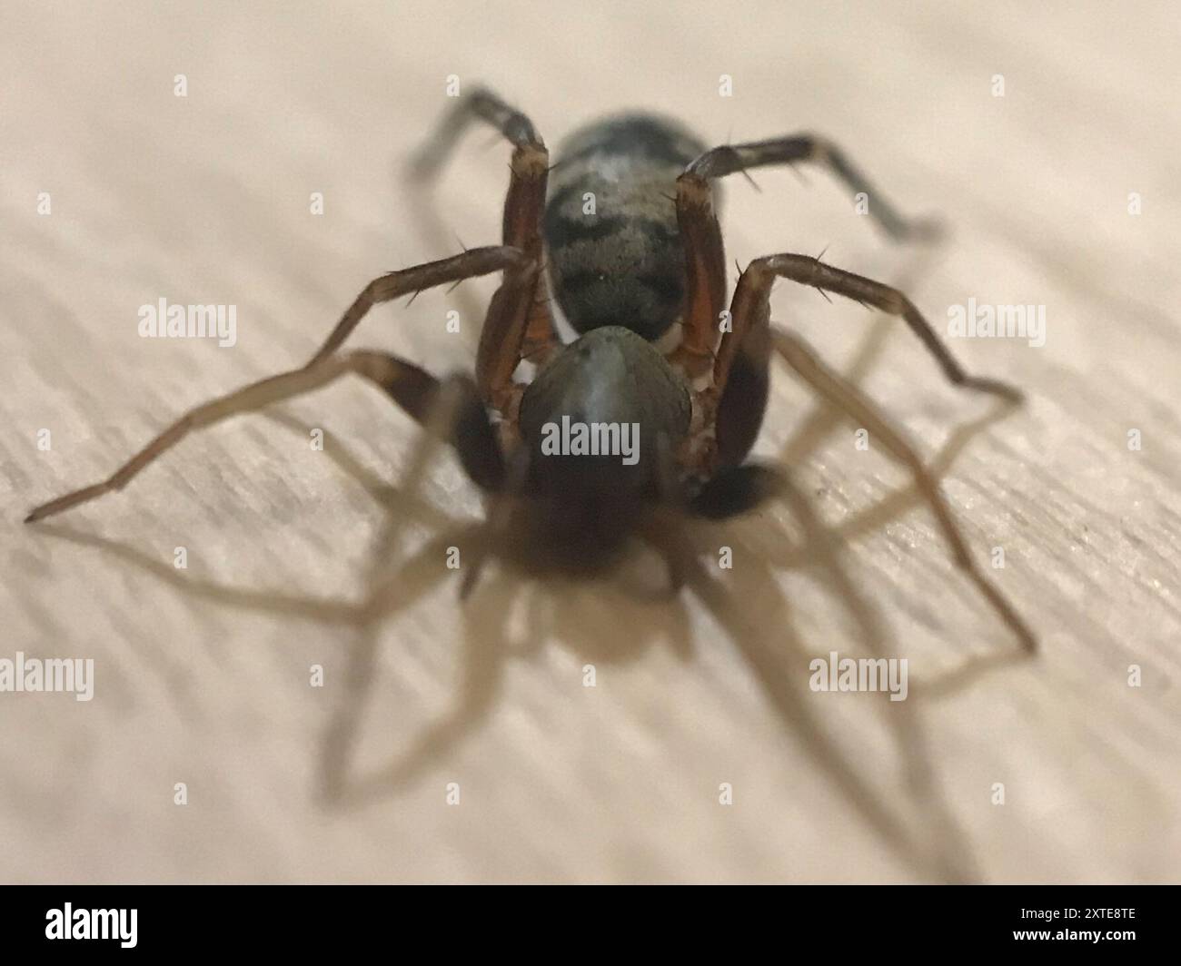 Ground and Ant-mimic Sac Spiders (Corinnidae) Arachnida Stock Photo - Alamy