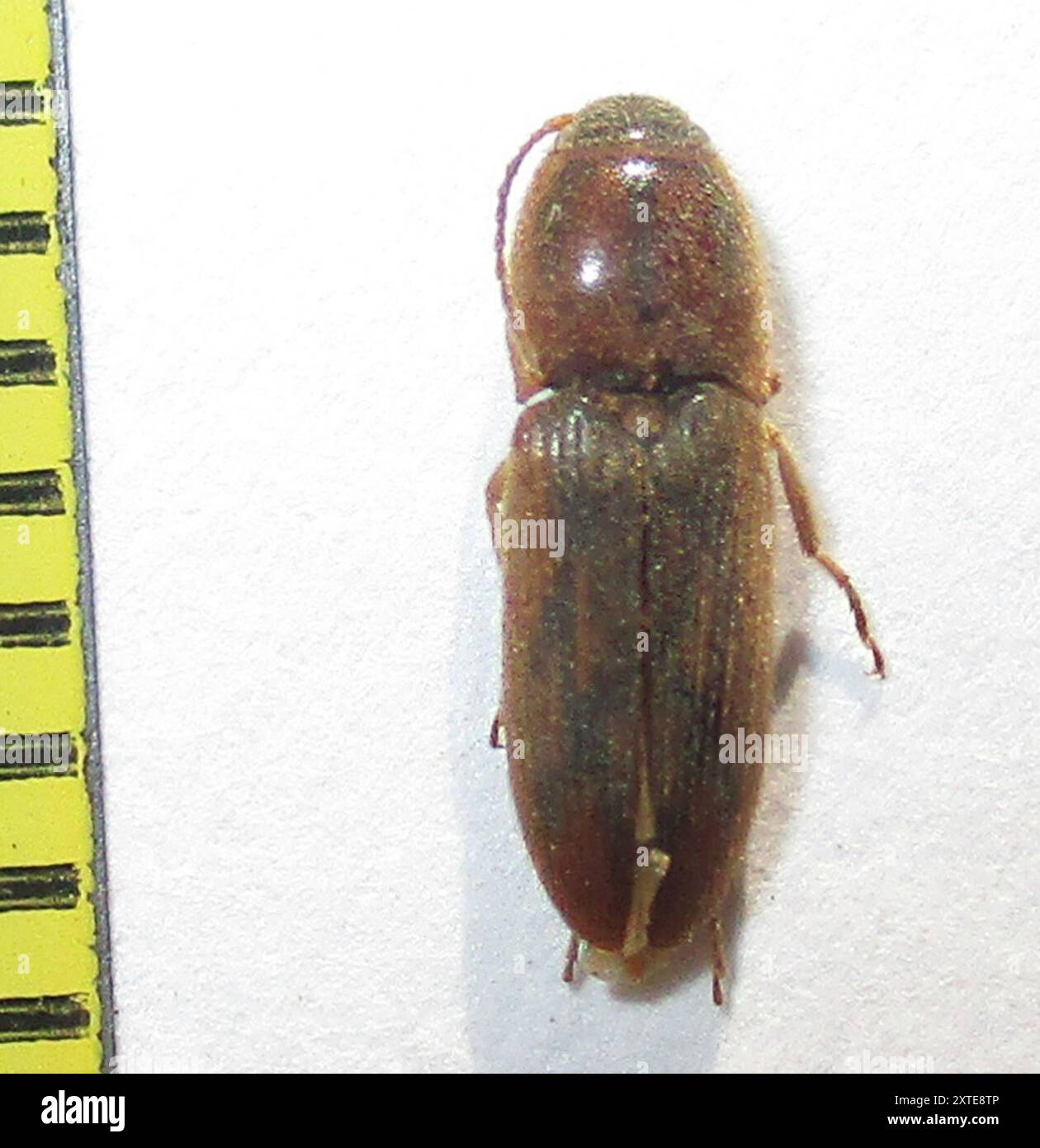 Click Beetles (Elateridae) Insecta Stock Photo - Alamy