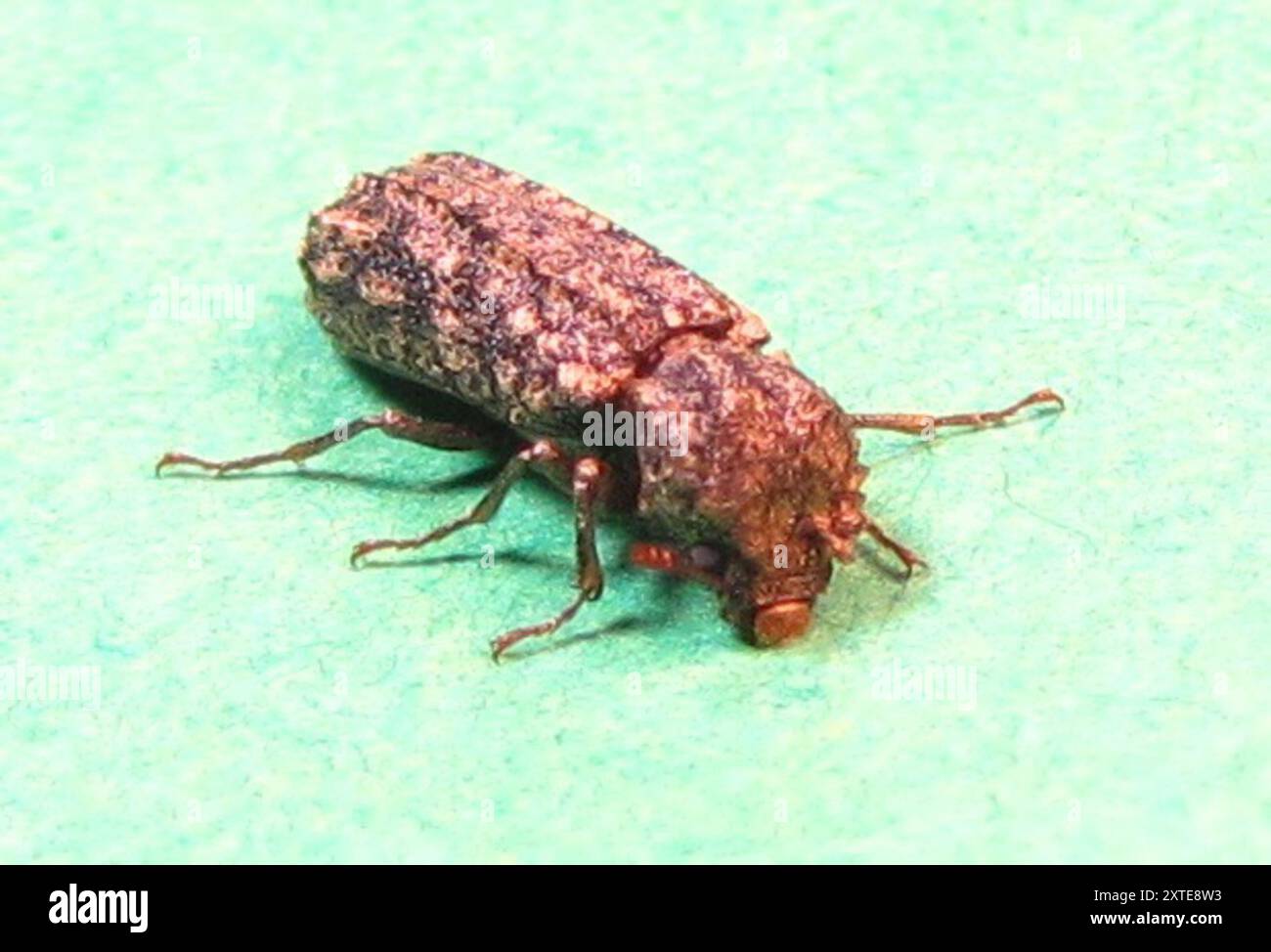 Two-horned Powder-post Beetle (Lichenophanes bicornis) Insecta Stock ...