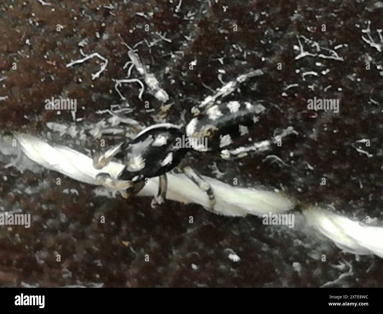 Zebra Jumping Spider (Salticus scenicus) Arachnida Stock Photo - Alamy