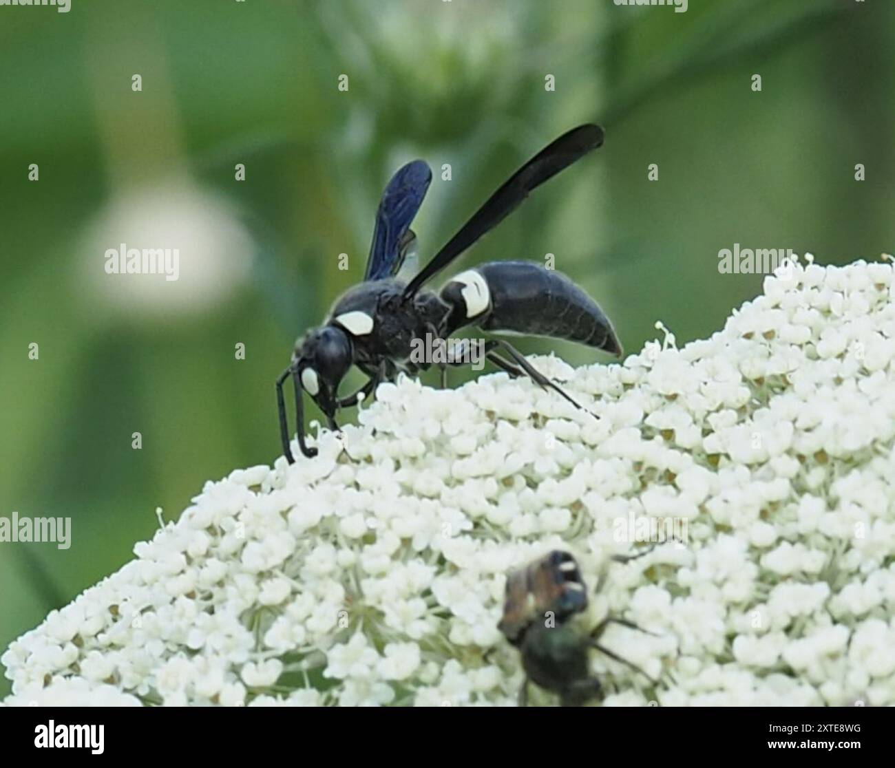 Four-toothed Mason Wasp (Monobia quadridens) Insecta Stock Photo - Alamy