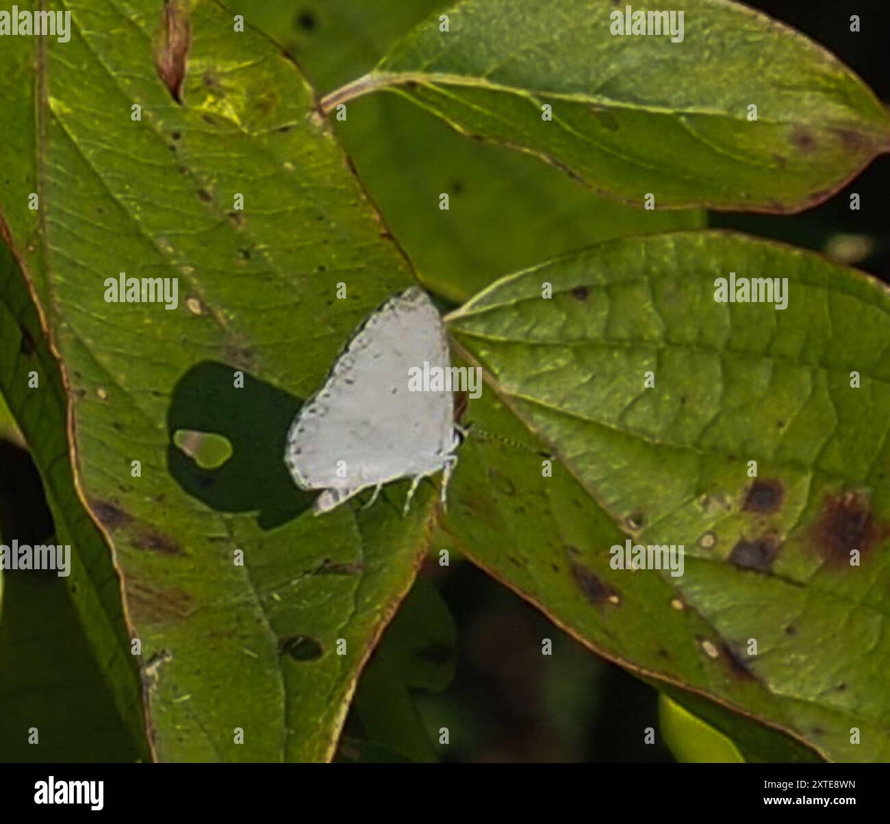 Summer Azure (Celastrina neglecta) Insecta Stock Photo - Alamy