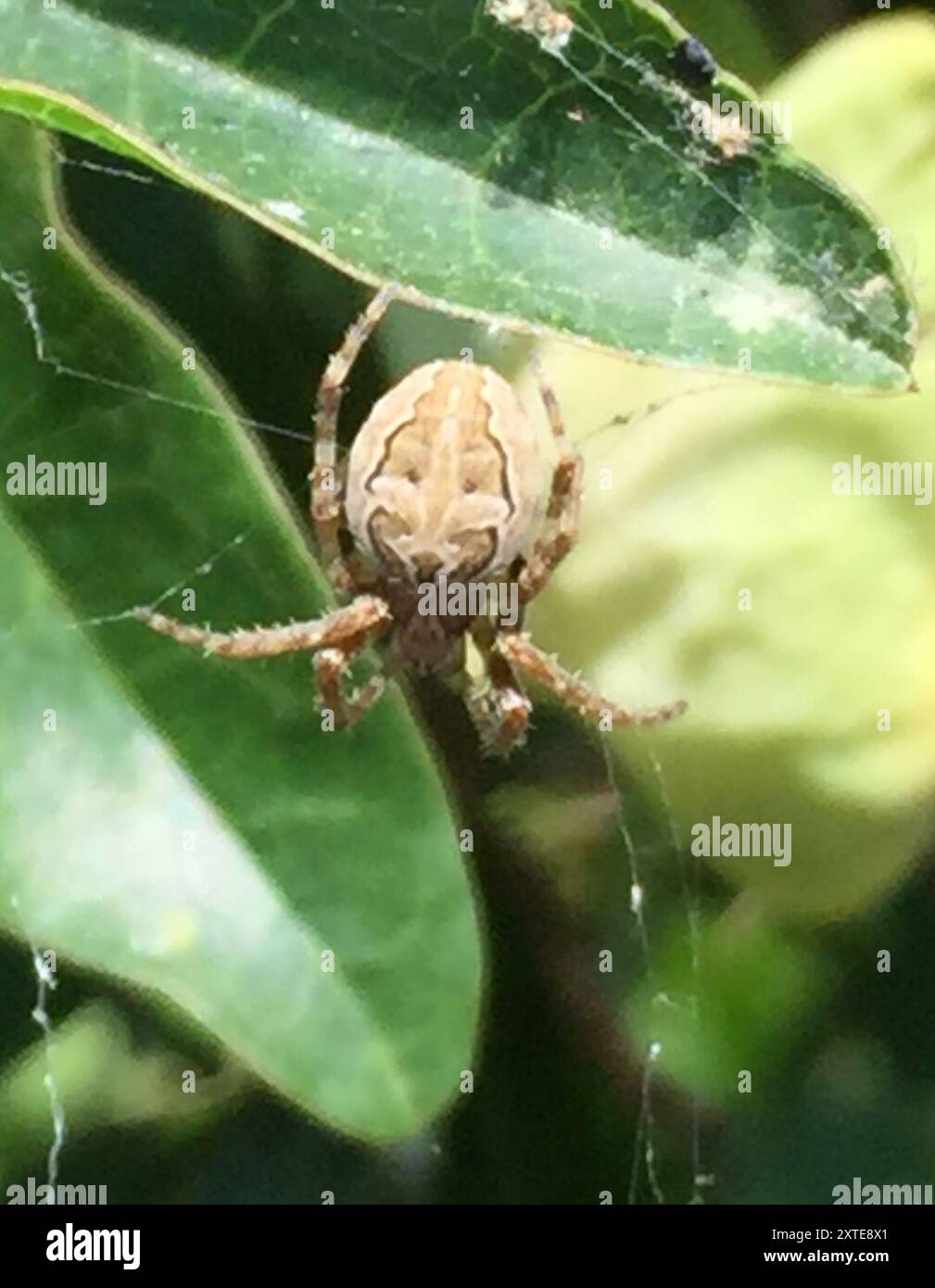 Grey Cross Spider (Larinioides sclopetarius) Arachnida Stock Photo - Alamy