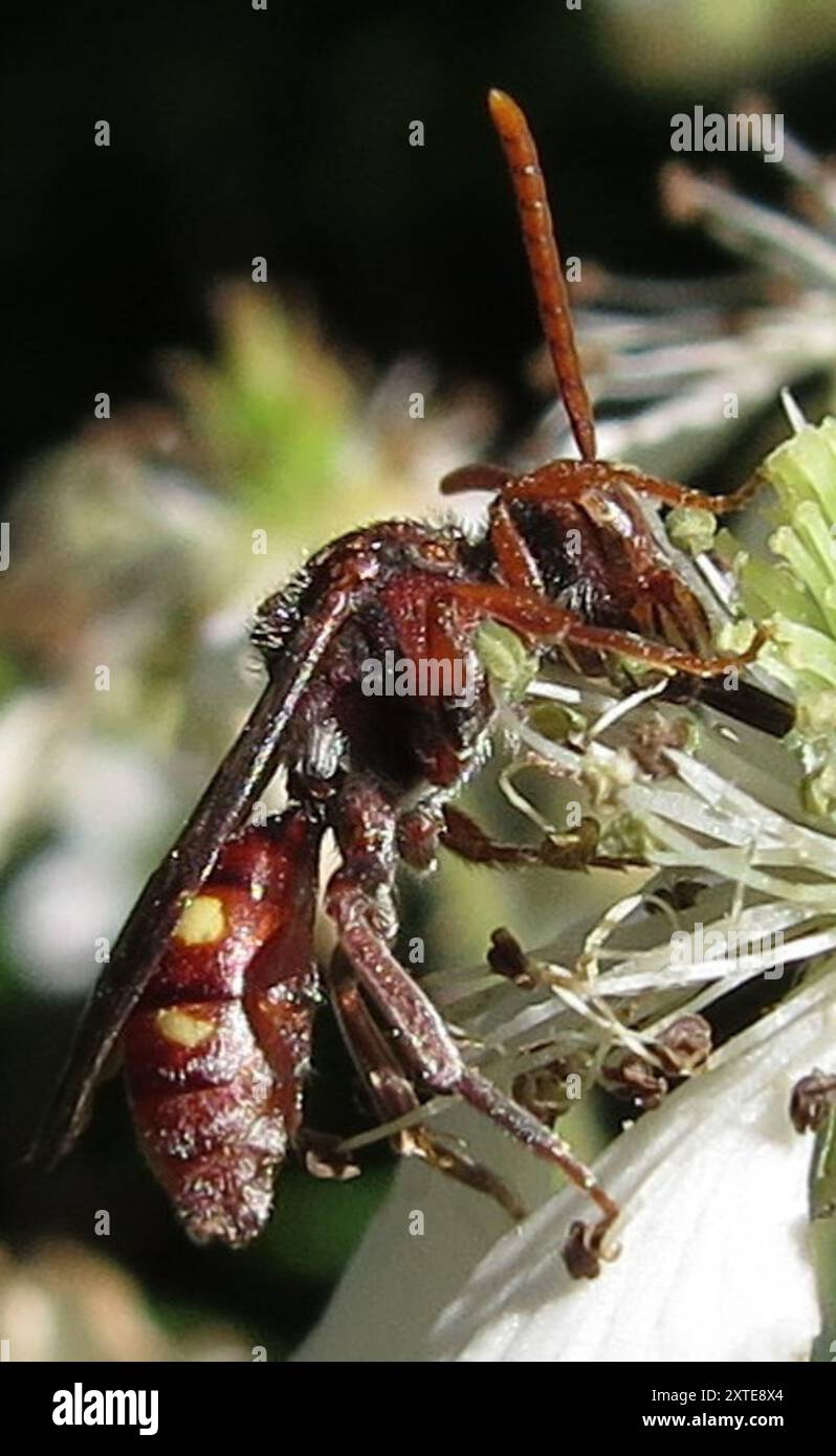 Nomad Bees (Nomada) Insecta Stock Photo - Alamy