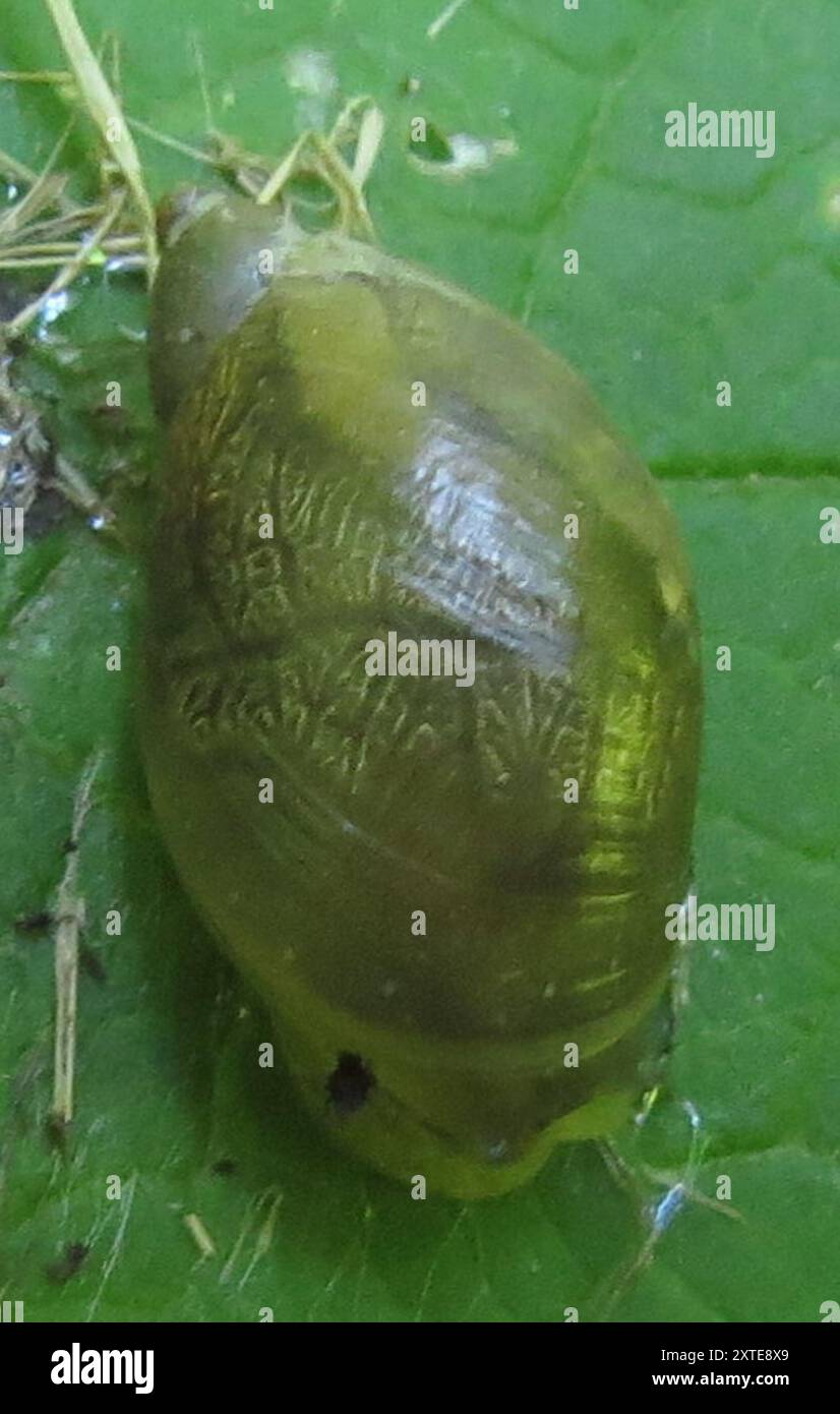Amber Snails (Succineidae) Mollusca Stock Photo - Alamy