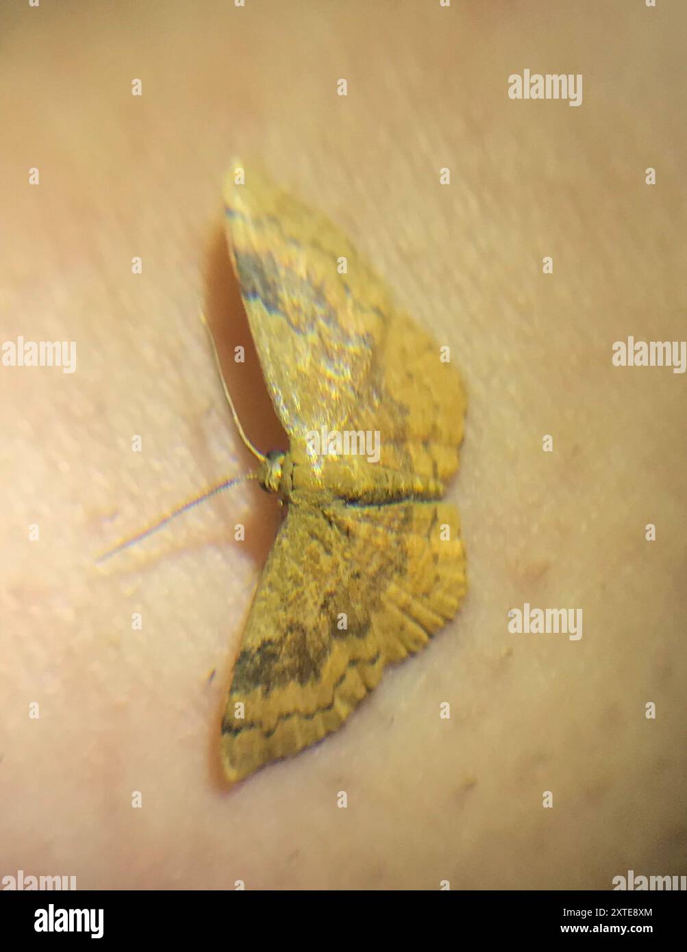 Geometer Moths (Geometridae) Insecta Stock Photo - Alamy