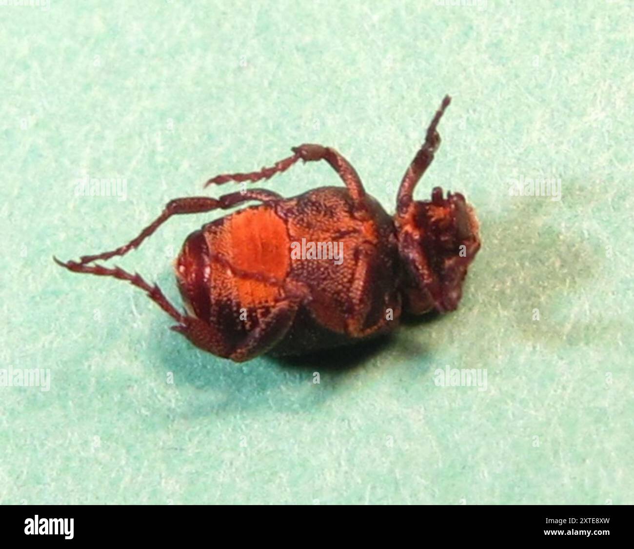 (Valgus canaliculatus) Insecta Stock Photo - Alamy