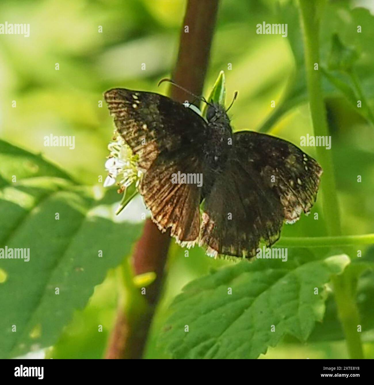 Wild Indigo Duskywing (Erynnis baptisiae) Insecta Stock Photo - Alamy