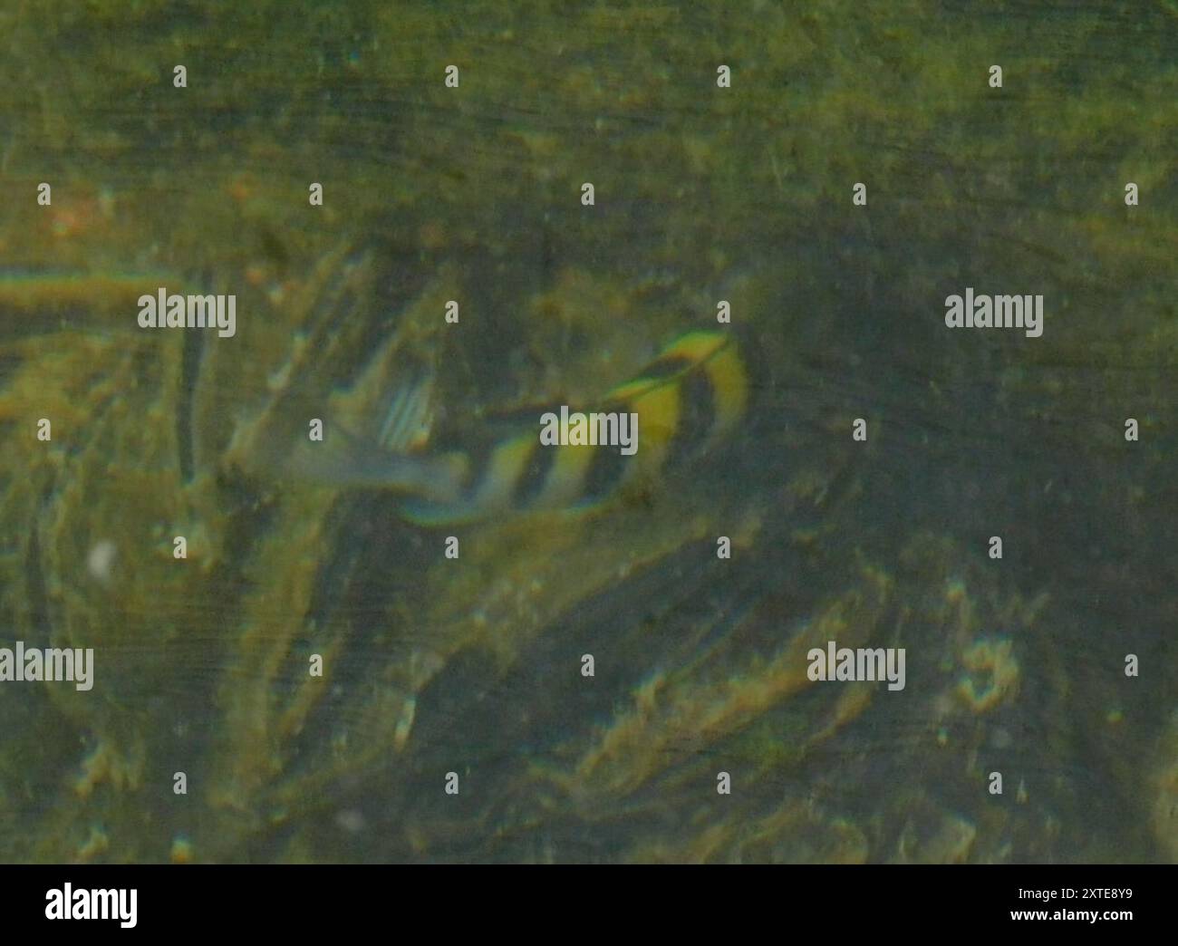 Atlantic Sergeant Major (Abudefduf saxatilis) Actinopterygii Stock ...