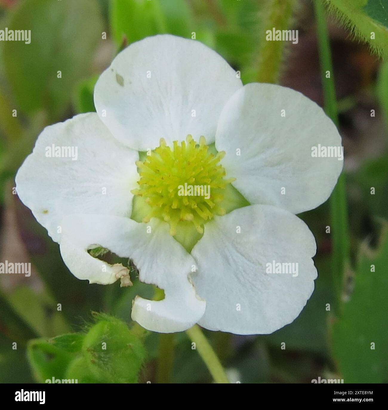Virginia strawberry (Fragaria virginiana) Plantae Stock Photo - Alamy