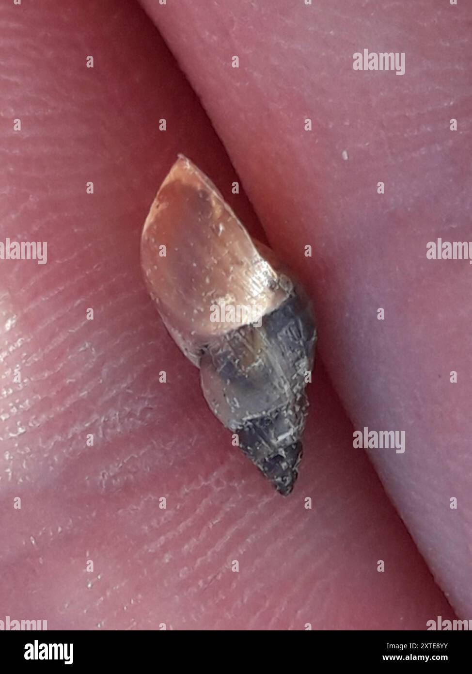 hybrid marsh pond snail (Stagnicola palustris) Mollusca Stock Photo - Alamy