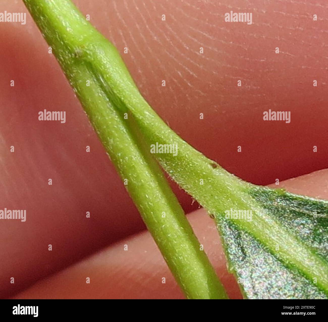 crack willow (Salix euxina) Plantae Stock Photo - Alamy