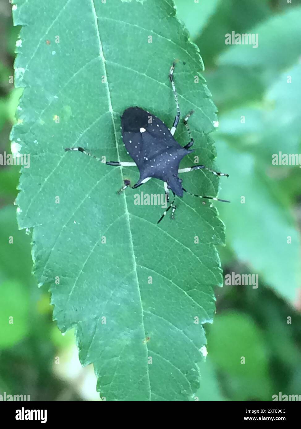 Black Stink Bug (Proxys punctulatus) Insecta Stock Photo - Alamy