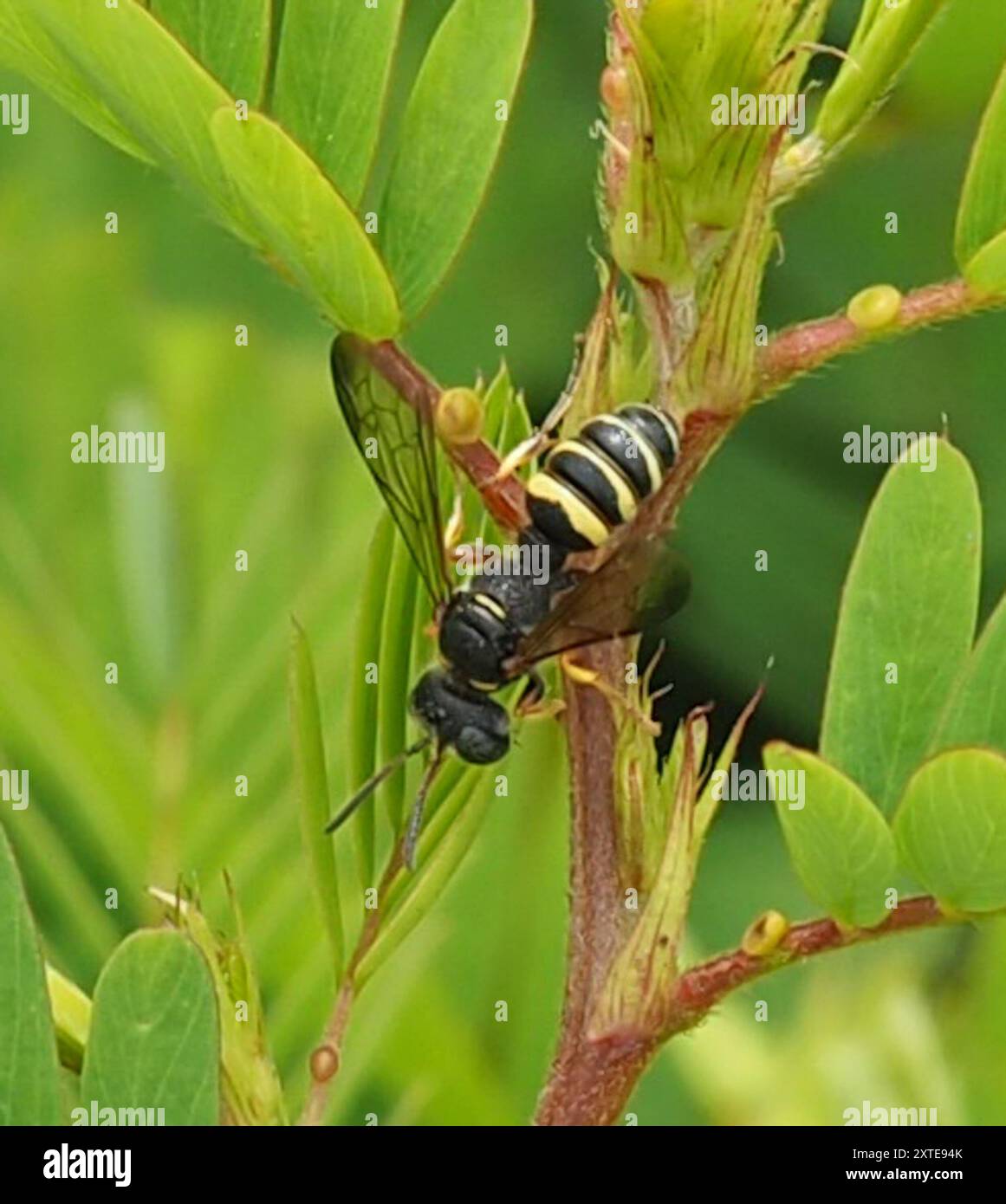 Typical Weevil Wasps and Allies (Cerceris) Insecta Stock Photo - Alamy
