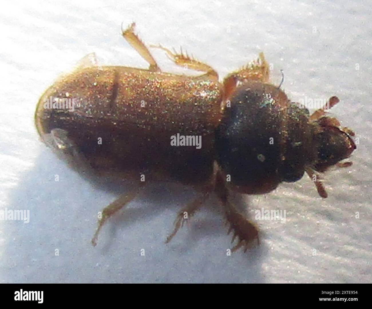 Variegated Mud-loving Beetles (Heteroceridae) Insecta Stock Photo - Alamy