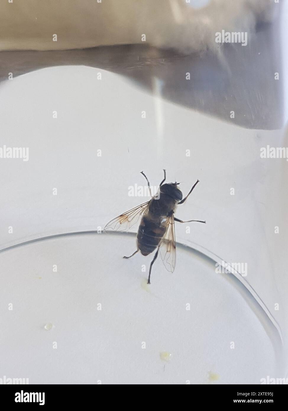 Common Drone Fly (Eristalis tenax) Insecta Stock Photo - Alamy