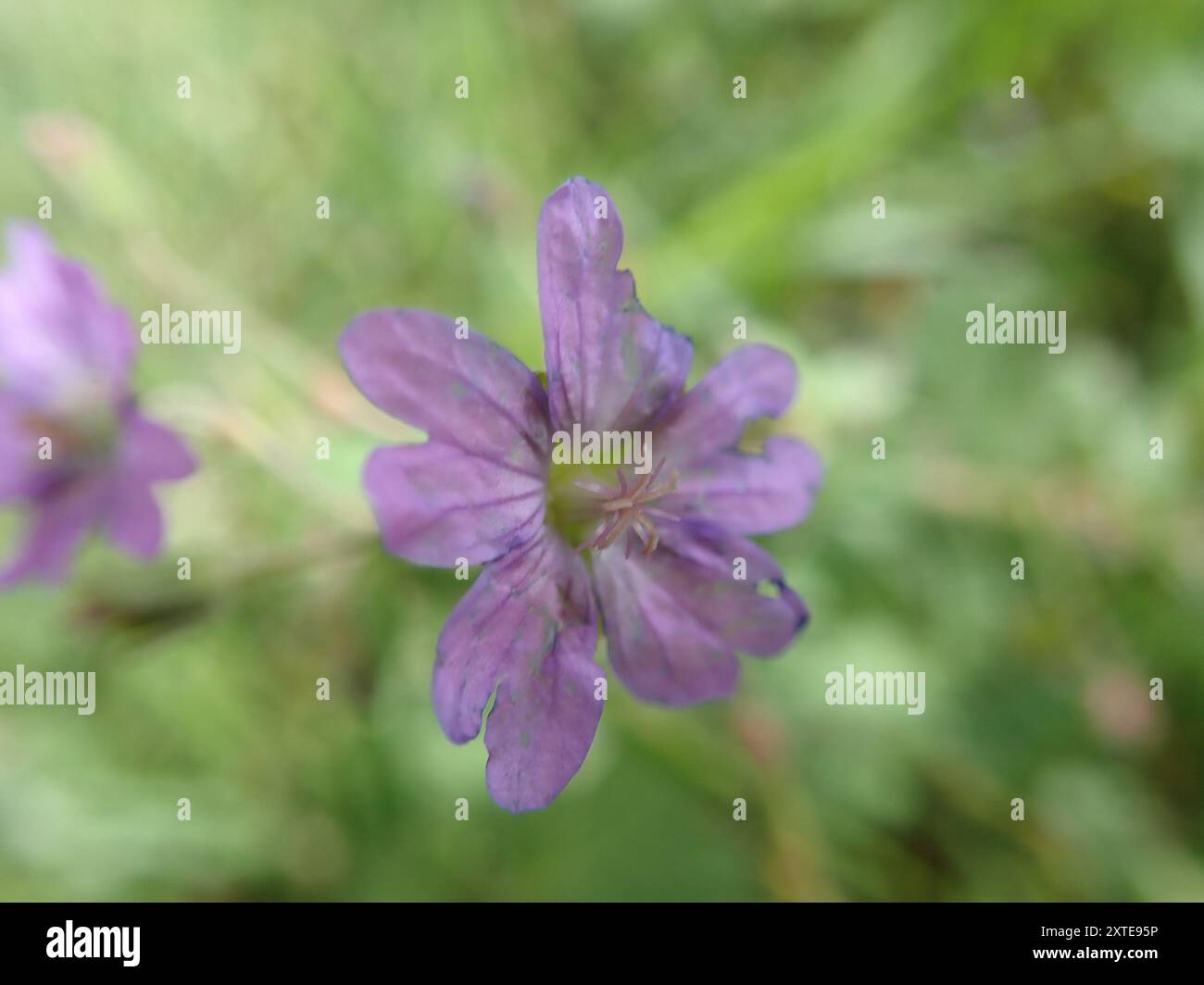 Geranium family (Geraniaceae) Plantae Stock Photo - Alamy