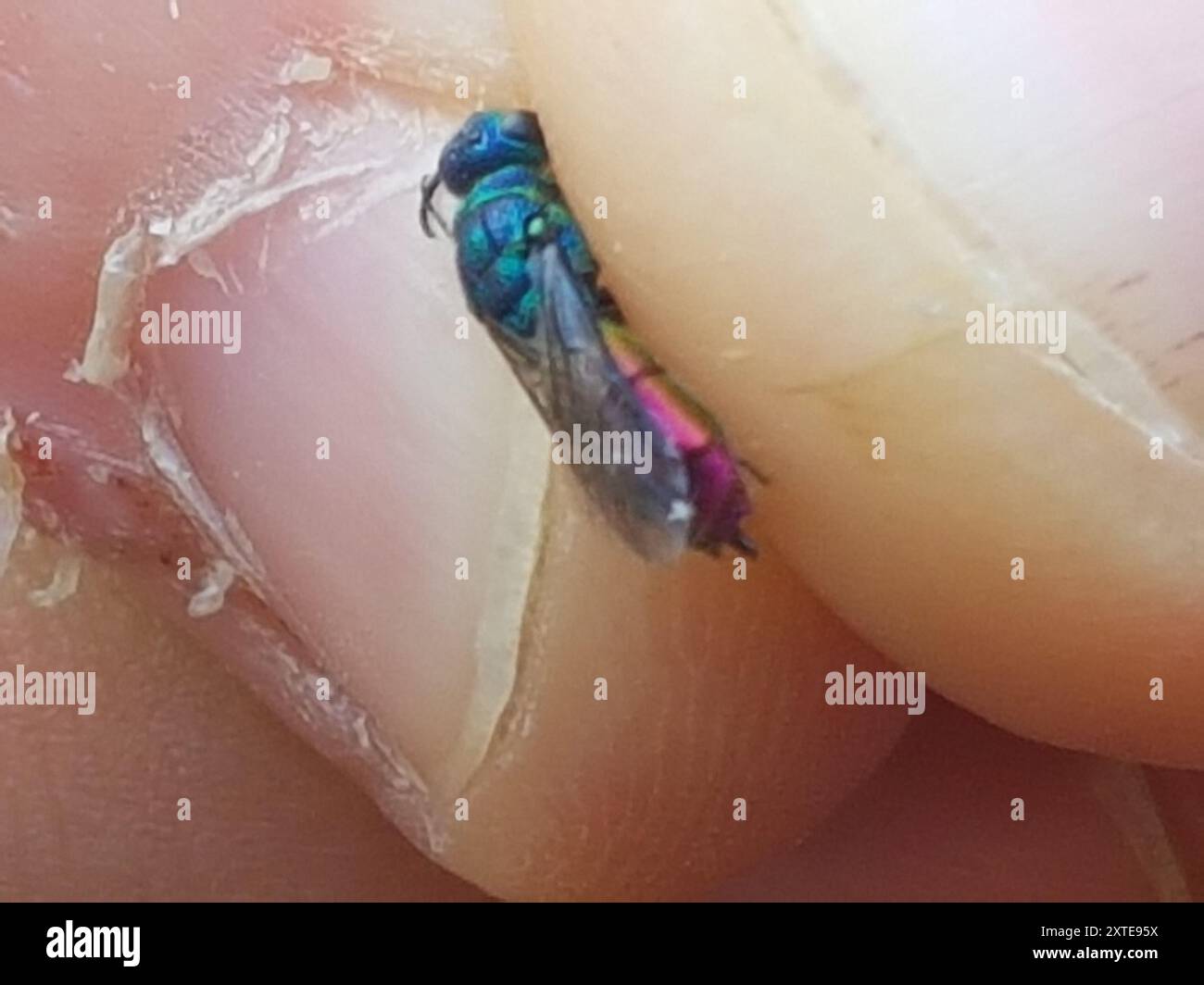 Ruby-tailed Cuckoo Wasps (Chrysis ignita) Insecta Stock Photo - Alamy