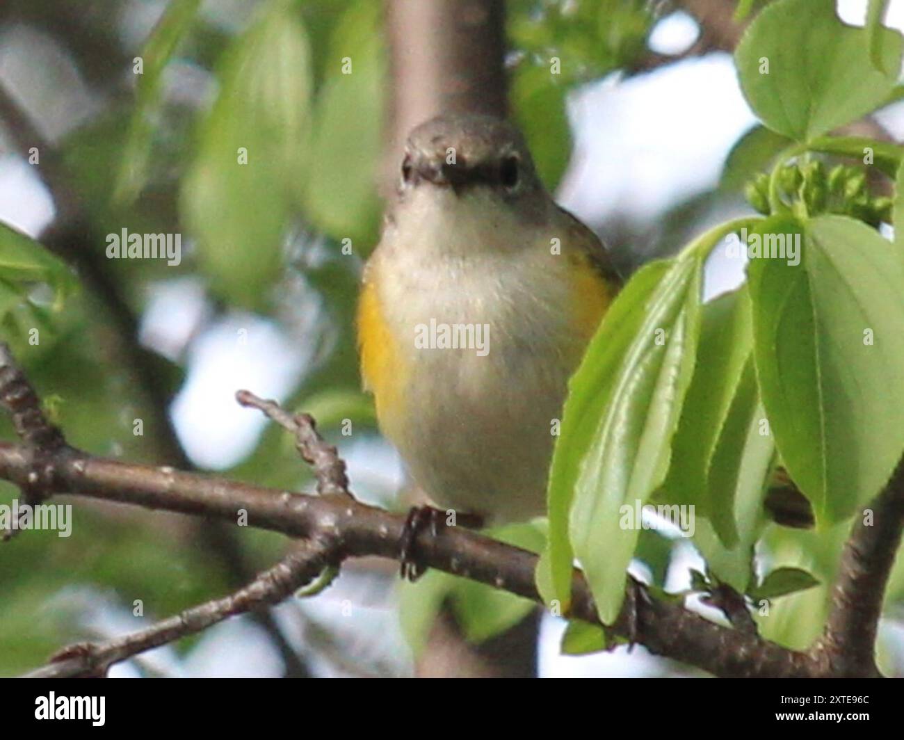 American Redstart (Setophaga ruticilla) Aves Stock Photo - Alamy