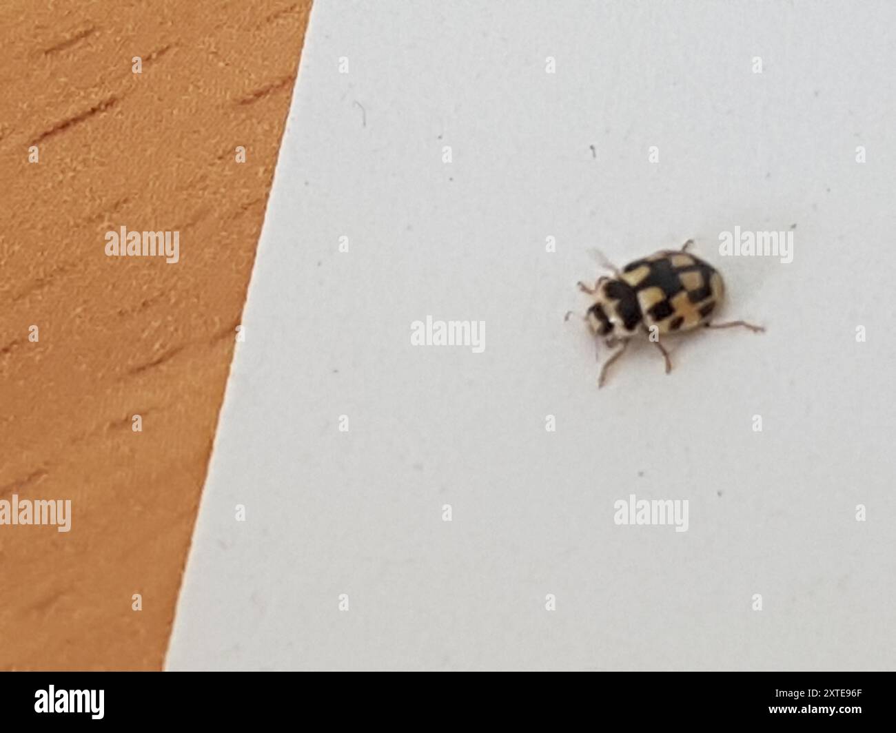 Fourteen-spotted Lady Beetle (Propylea quatuordecimpunctata) Insecta ...