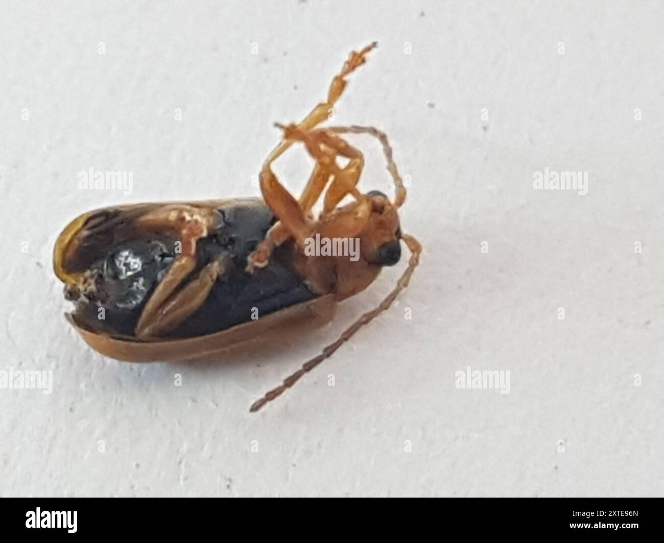 skullcap leaf beetle (Phyllobrotica quadrimaculata) Insecta Stock Photo ...