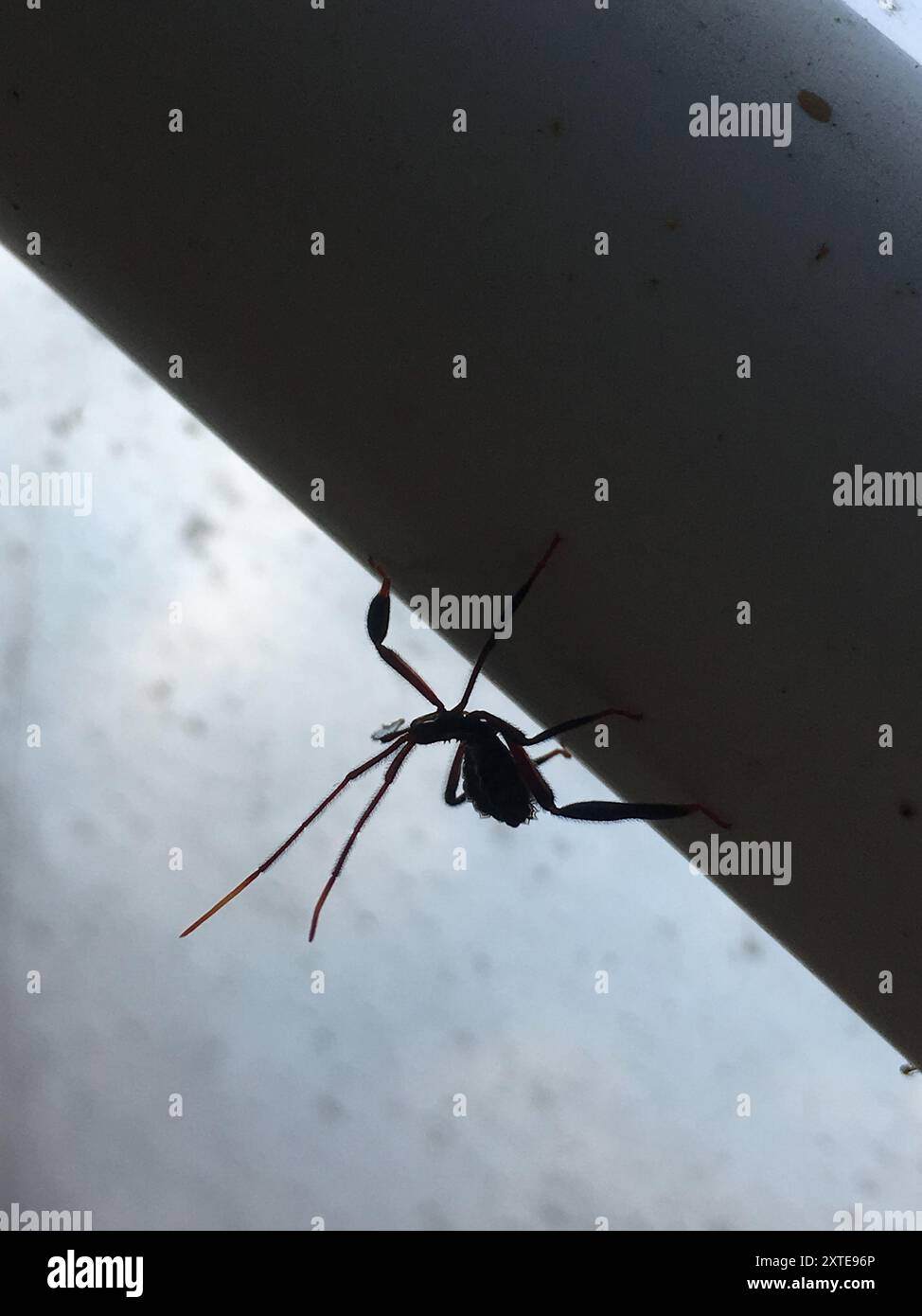 Spine-headed Bugs (Acanthocephala) Insecta Stock Photo - Alamy