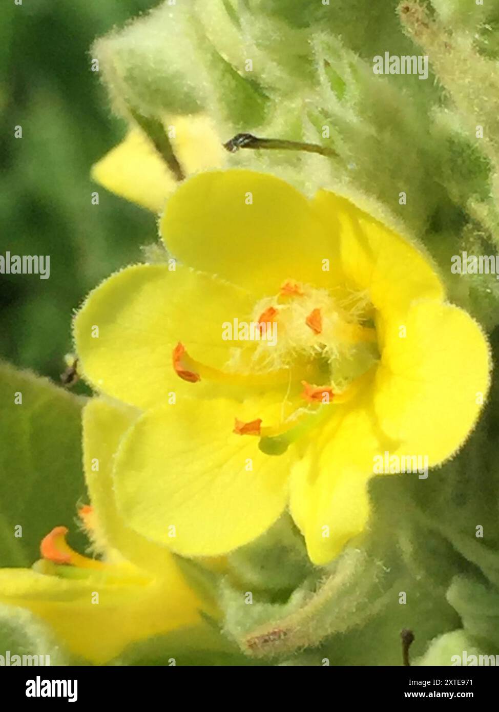 great mullein (Verbascum thapsus) Plantae Stock Photo - Alamy