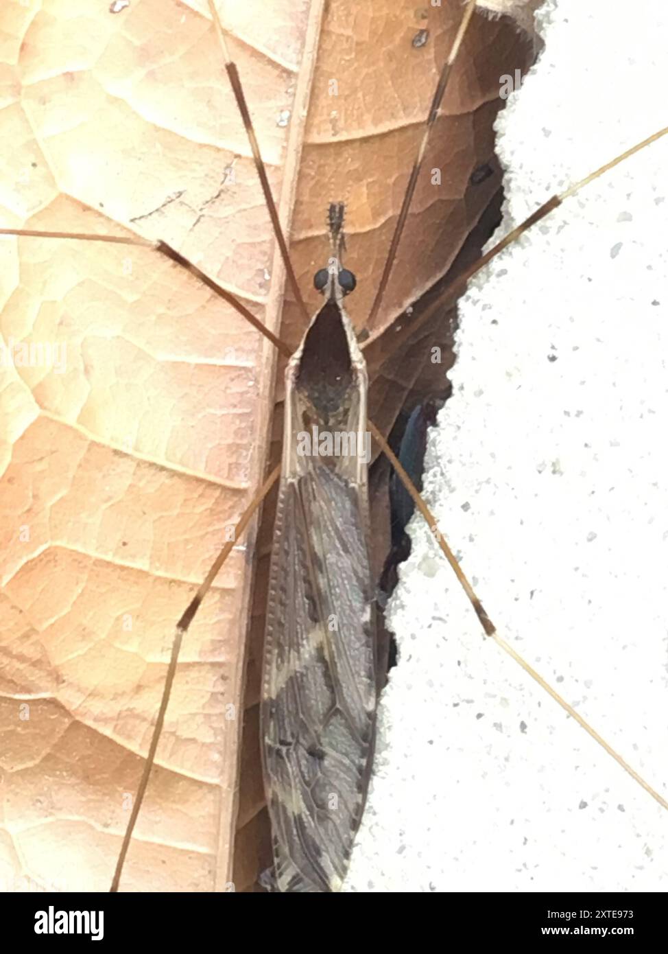 Large Crane Flies (Tipulidae) Insecta Stock Photo - Alamy