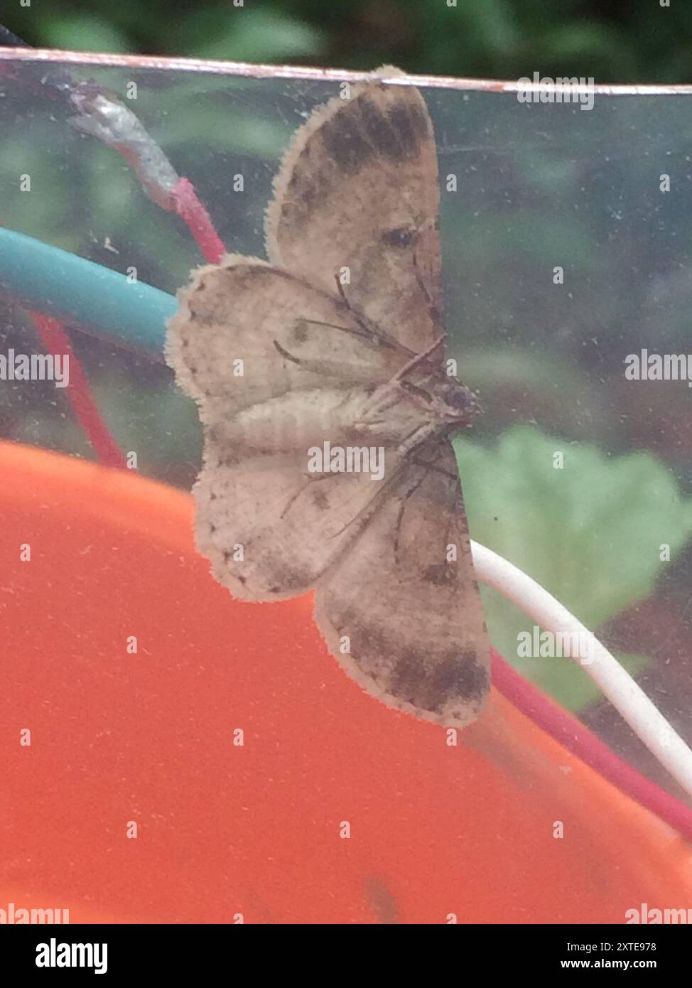 Brown-shaded Gray (Iridopsis defectaria) Insecta Stock Photo - Alamy