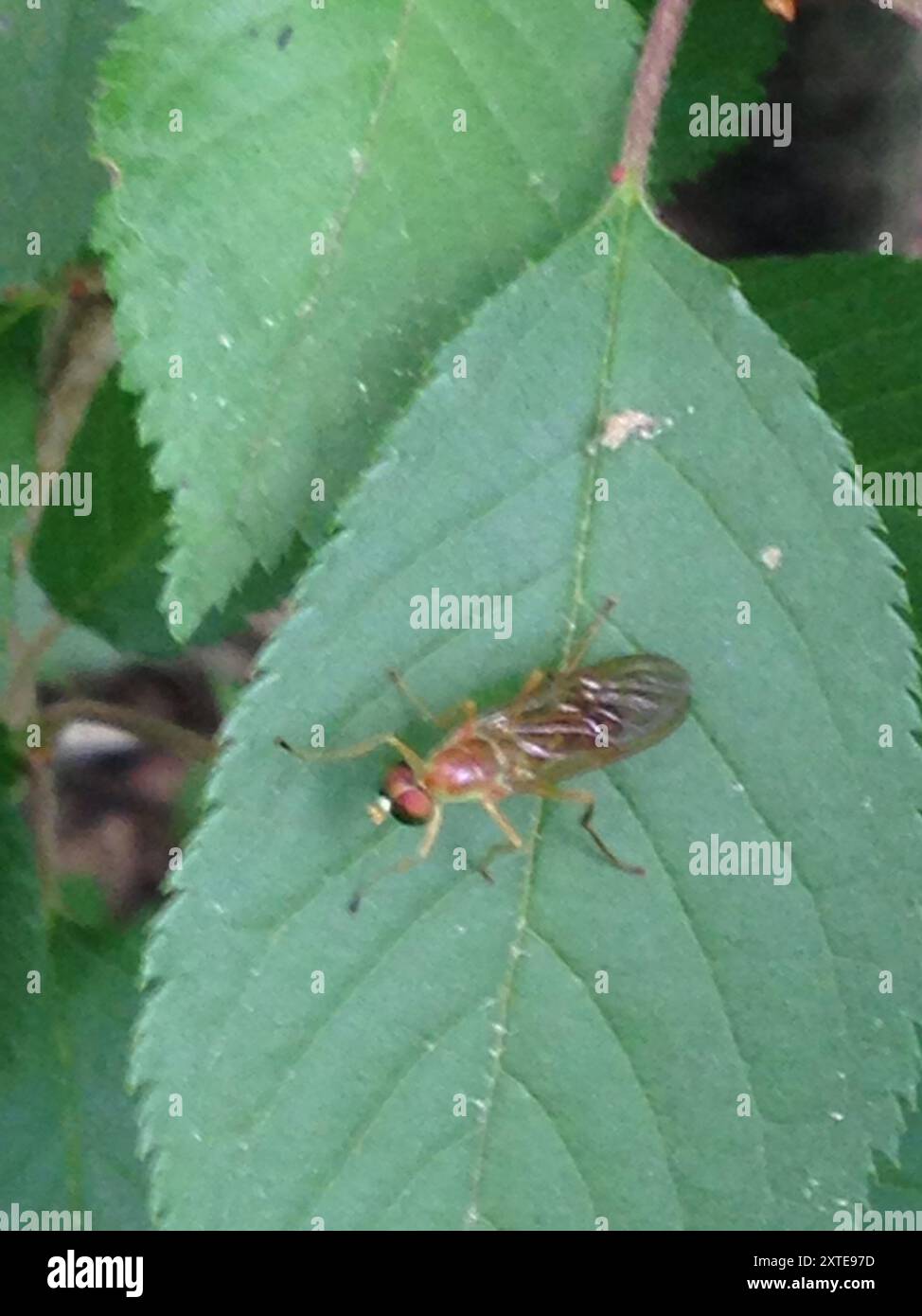 Compost Fly (Ptecticus trivittatus) Insecta Stock Photo - Alamy