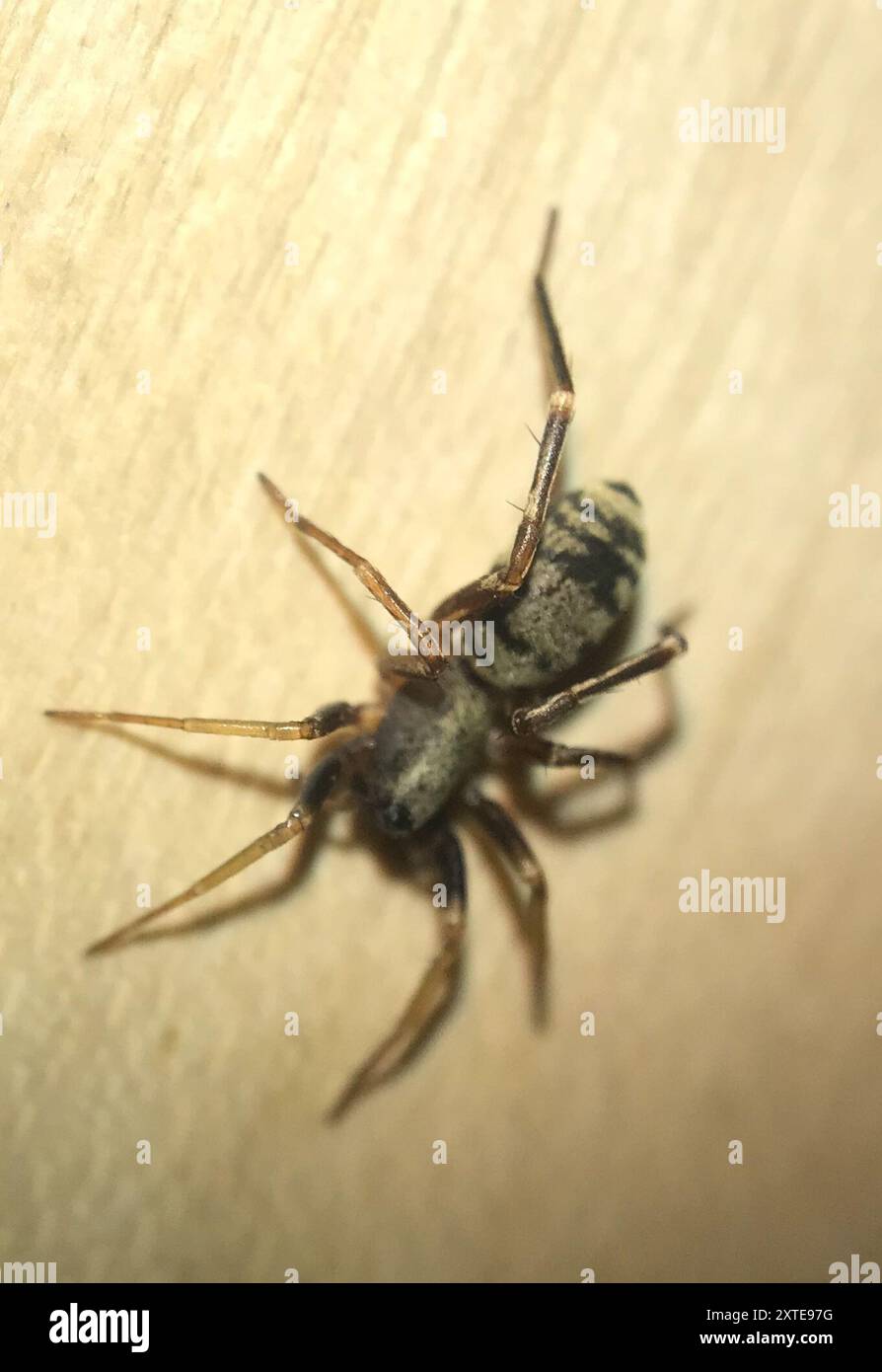 Ground and Ant-mimic Sac Spiders (Corinnidae) Arachnida Stock Photo - Alamy