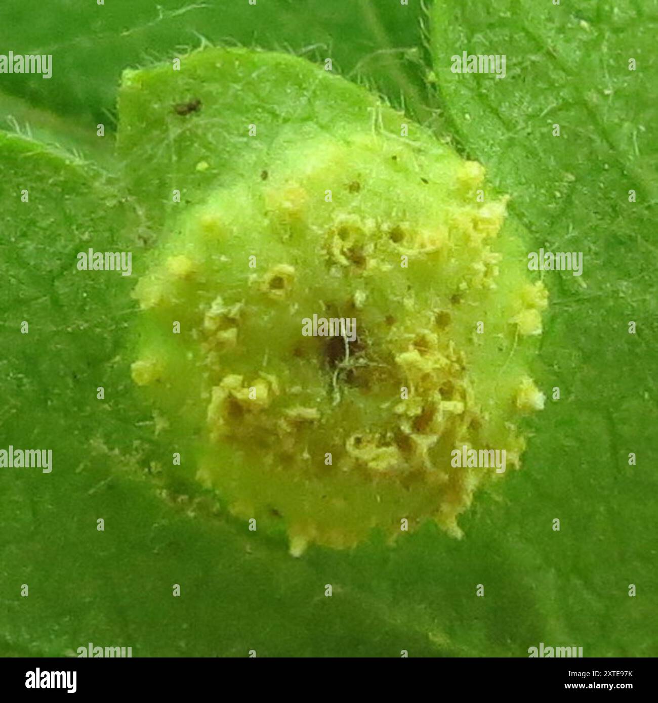 white pine blister rust (Cronartium ribicola) Fungi Stock Photo - Alamy