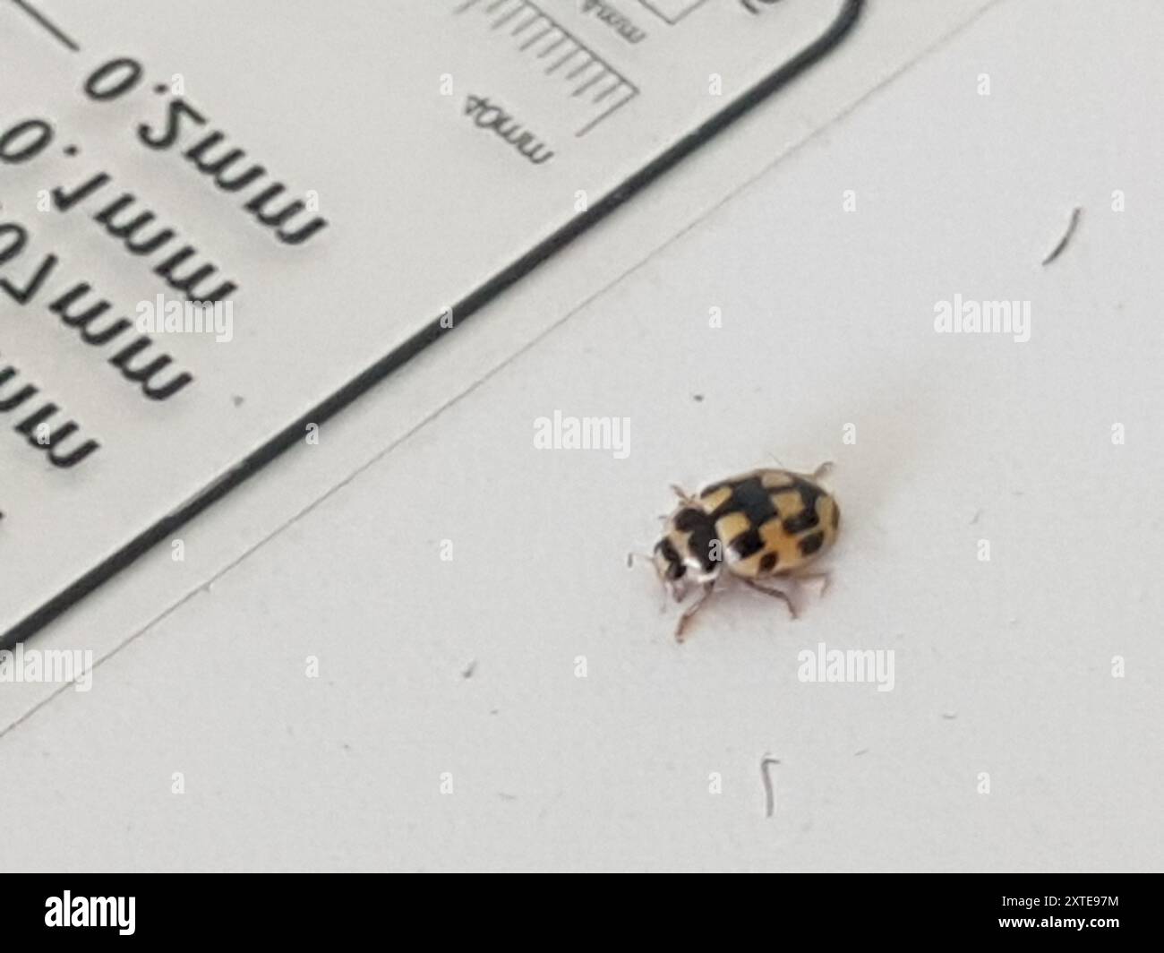 Fourteen-spotted Lady Beetle (Propylea quatuordecimpunctata) Insecta ...