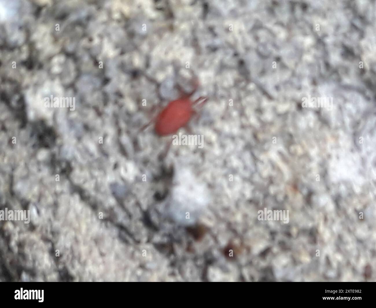 Sidewalk Mites (Balaustium) Arachnida Stock Photo - Alamy