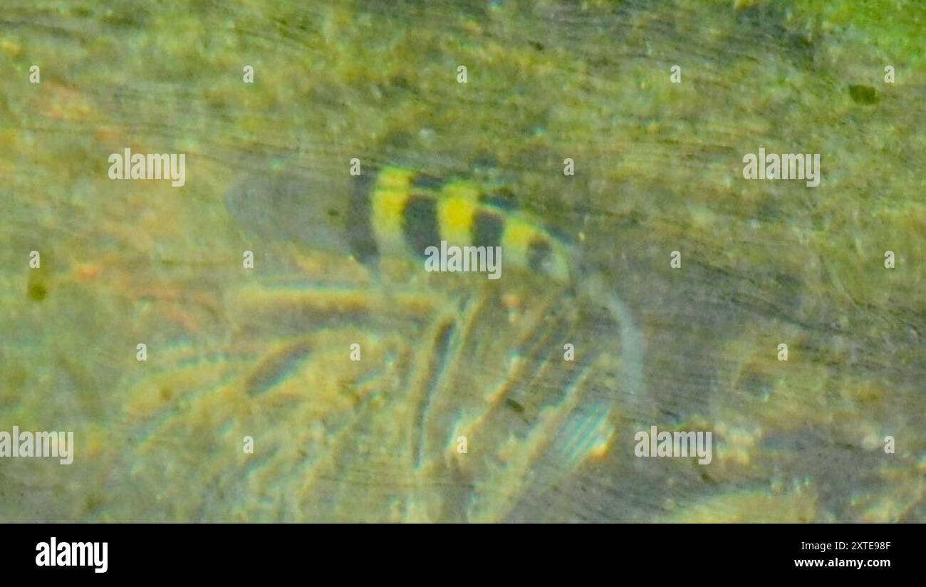 Atlantic Sergeant Major (Abudefduf saxatilis) Actinopterygii Stock ...