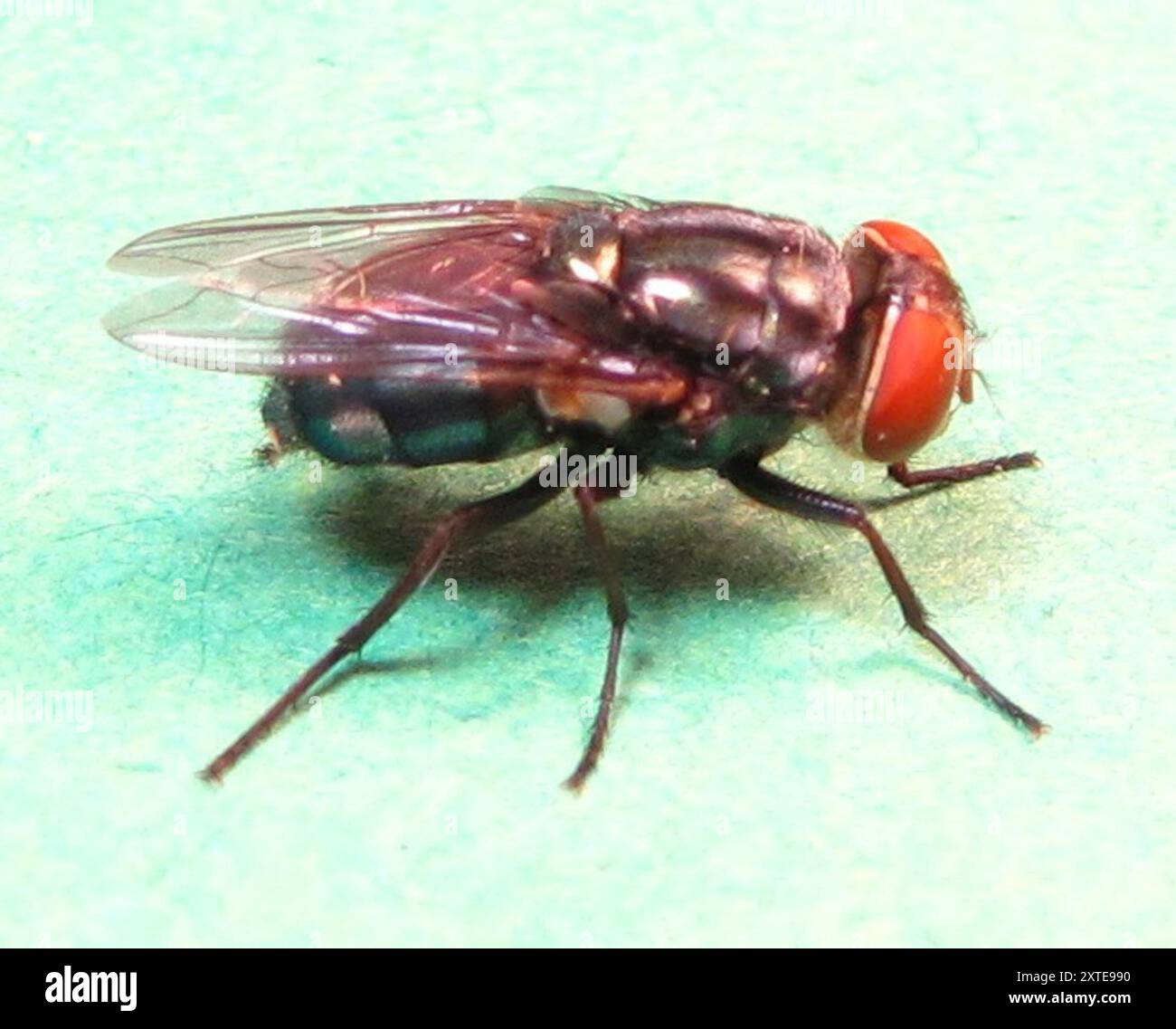 Secondary Screwworm Fly (Cochliomyia macellaria) Insecta Stock Photo ...