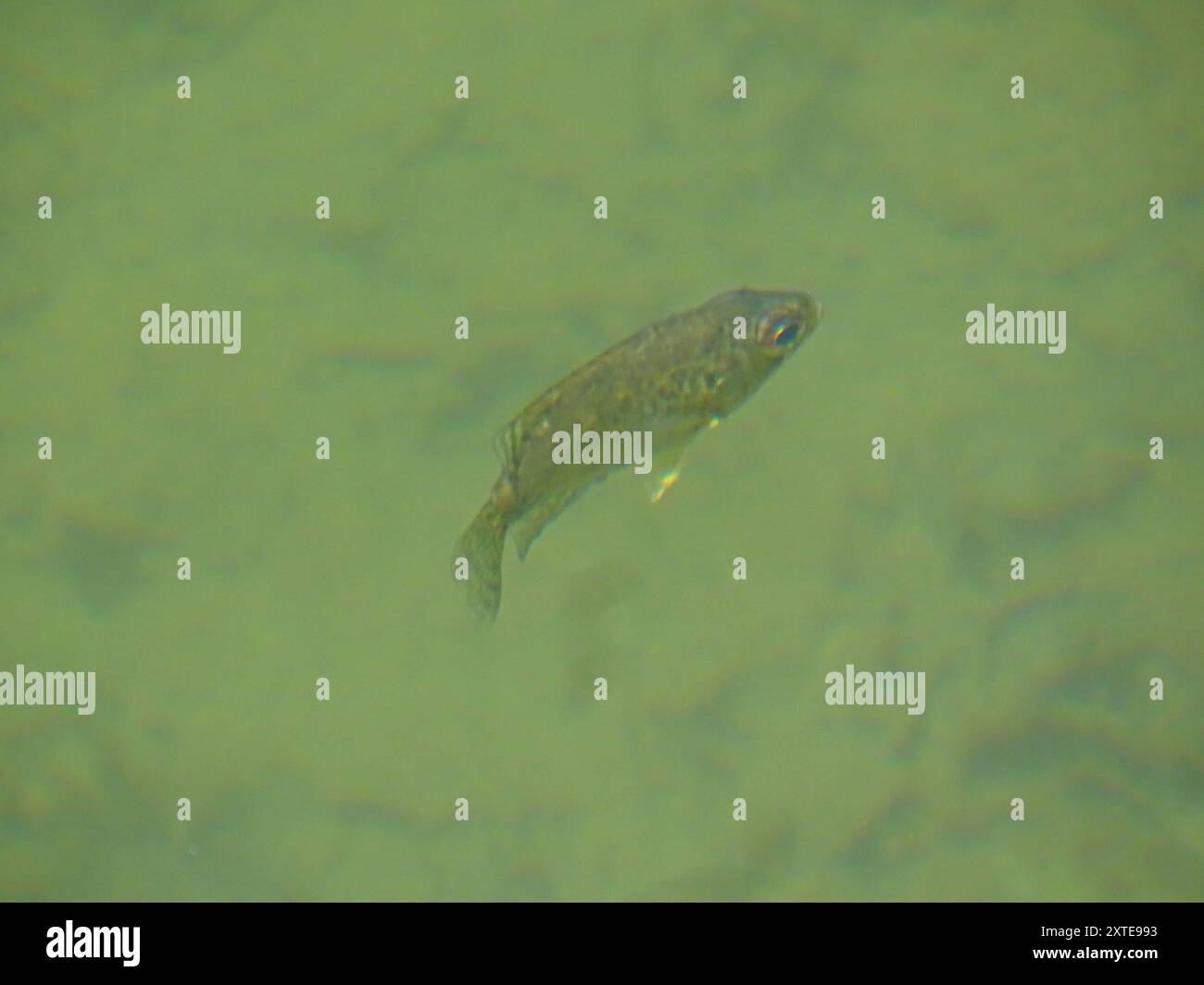 Rock Bass (Ambloplites rupestris) Actinopterygii Stock Photo - Alamy