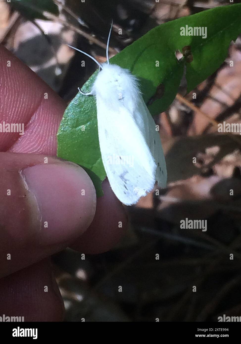 Virginian Tiger Moth (Spilosoma virginica) Insecta Stock Photo - Alamy
