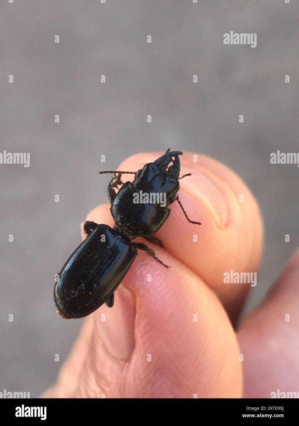 Big-headed Ground Beetle (Scarites subterraneus) Insecta Stock Photo ...