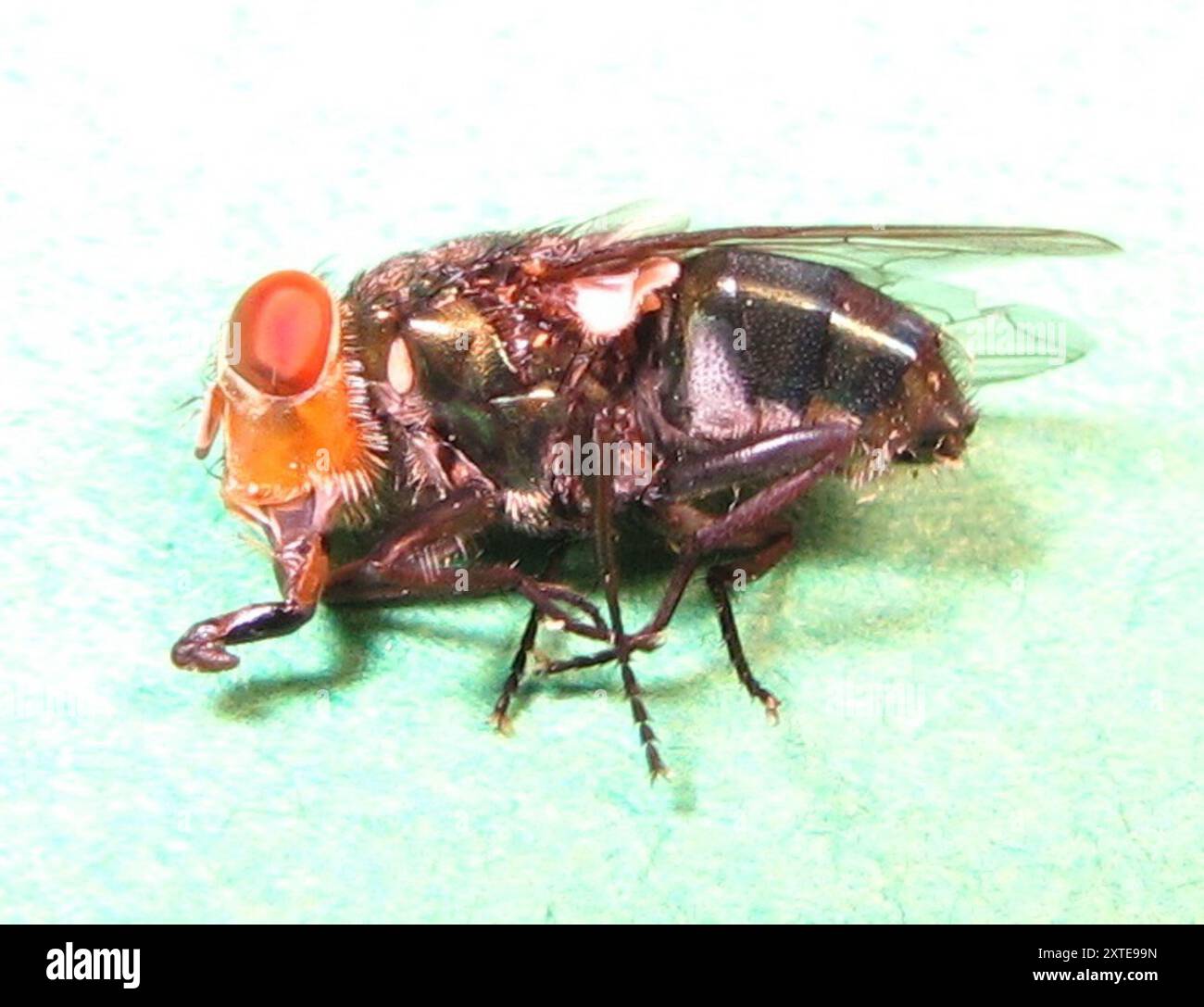 Secondary Screwworm Fly (Cochliomyia macellaria) Insecta Stock Photo ...