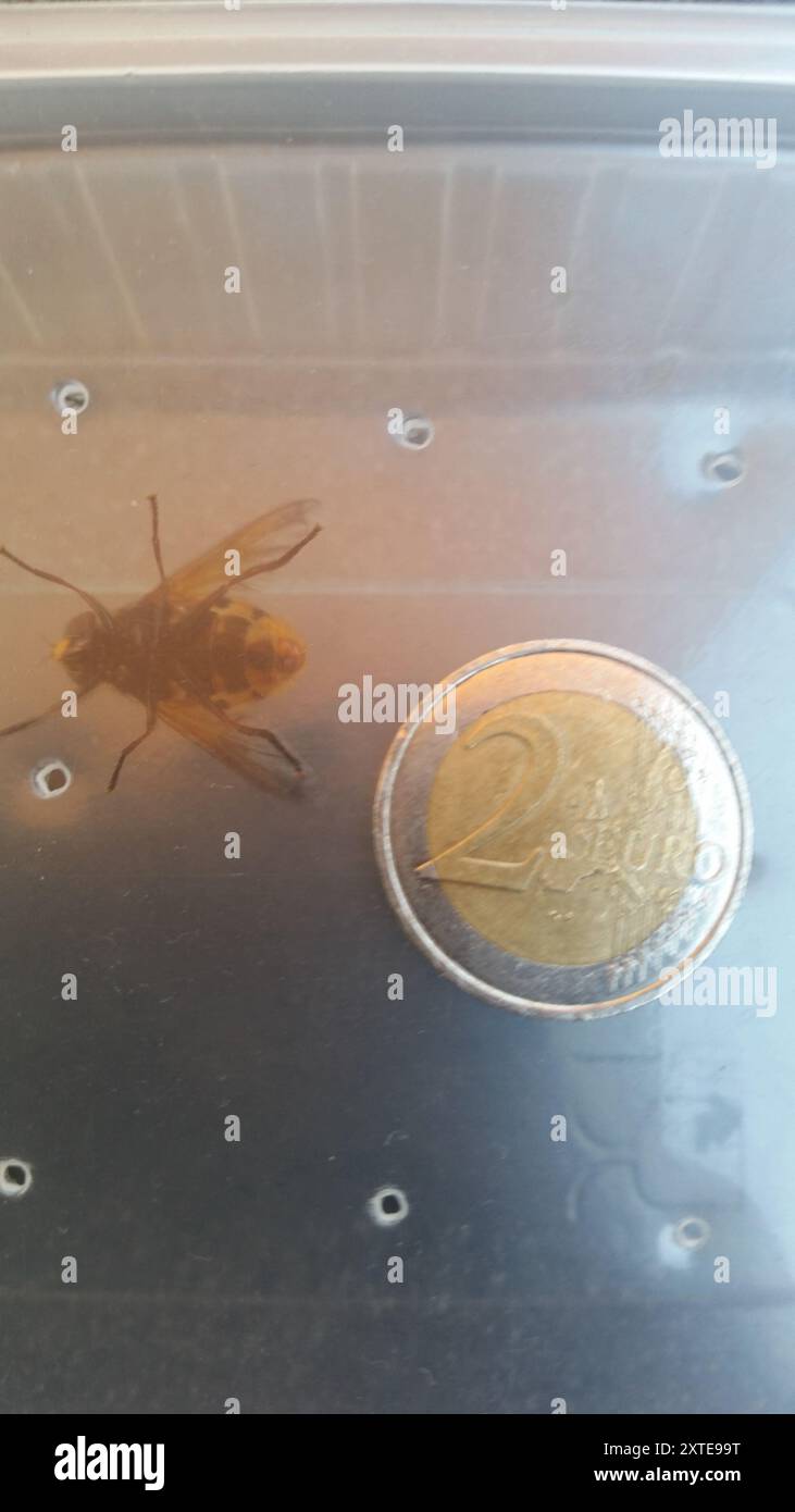 Hornet Mimic Hover Fly (Volucella zonaria) Insecta Stock Photo - Alamy