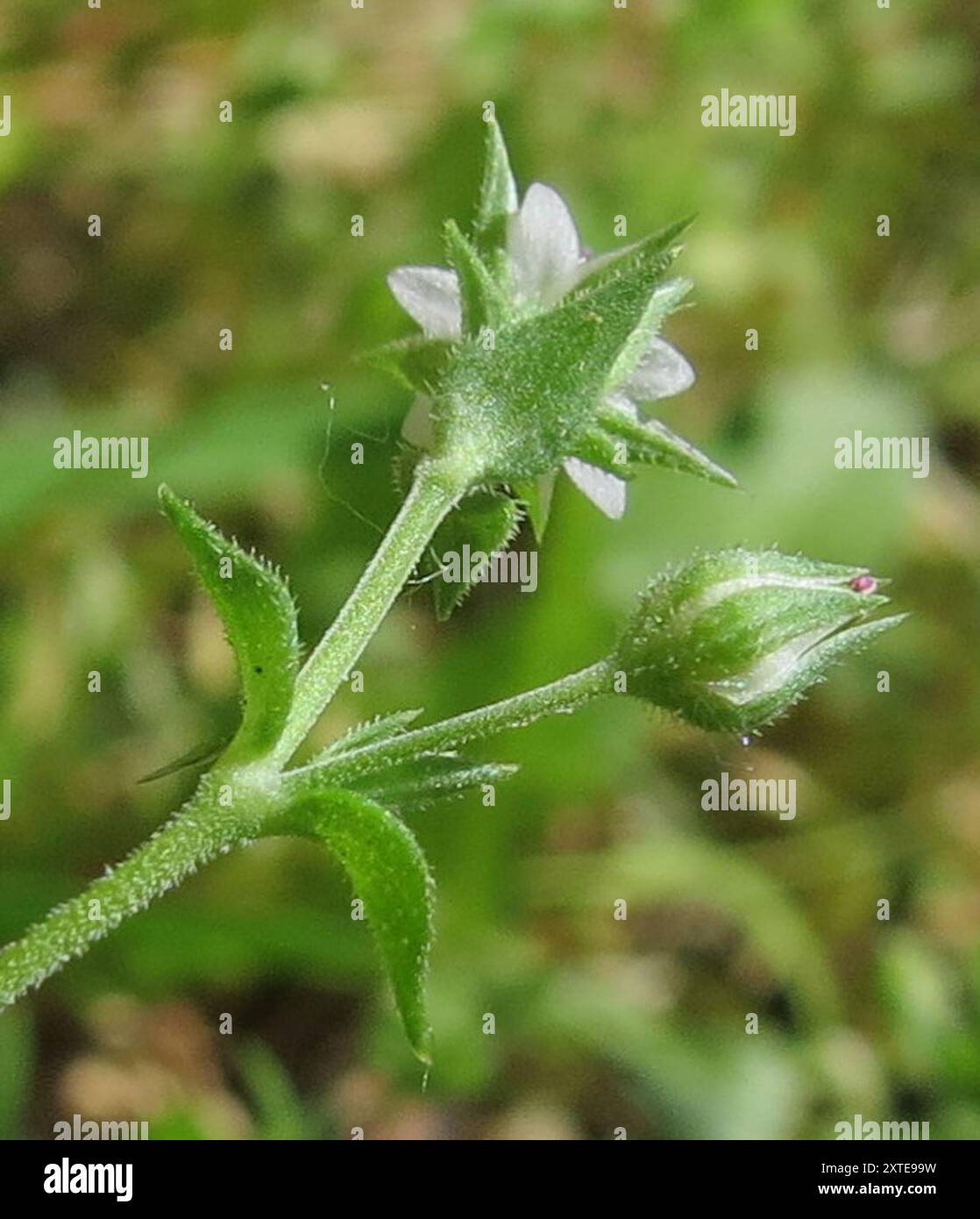 Thyme-leaved Sandwort (Arenaria serpyllifolia) Plantae Stock Photo - Alamy