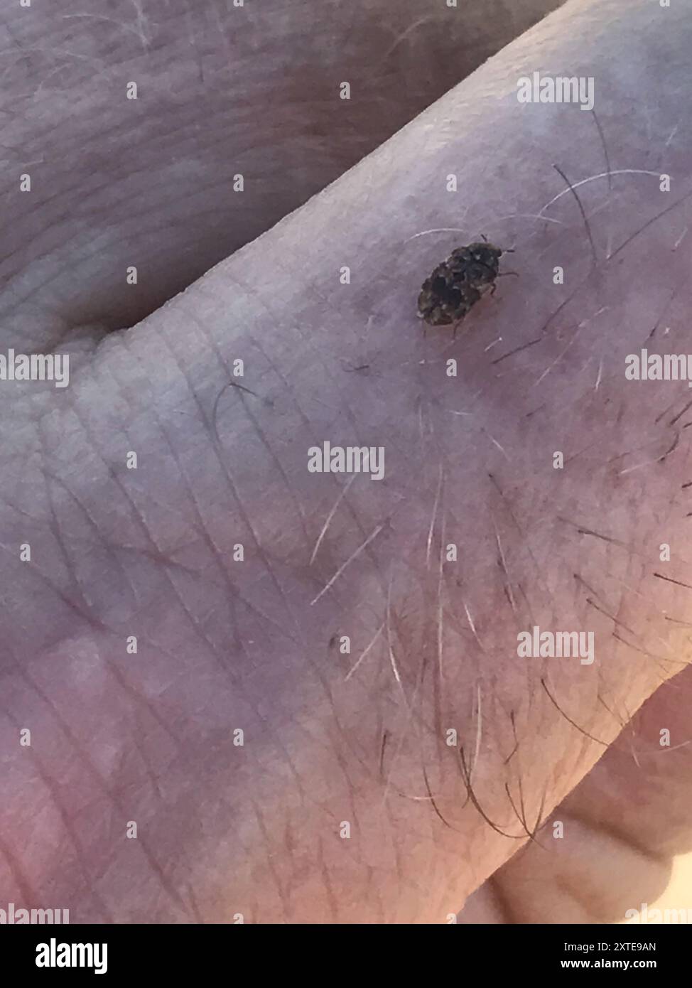 Skin Beetles (Dermestidae) Insecta Stock Photo - Alamy