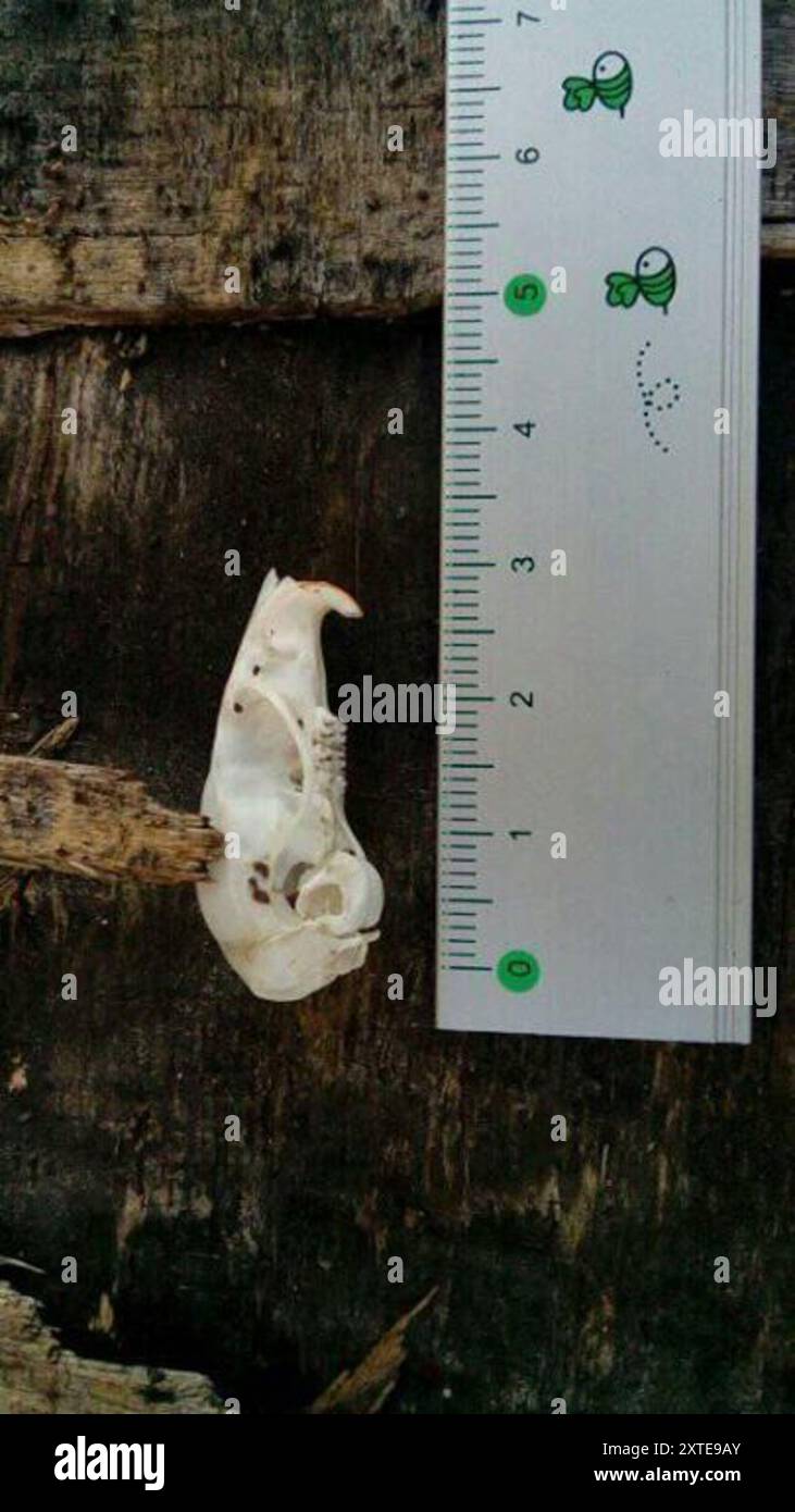 Old World Mice and Rats (Muridae) Mammalia Stock Photo - Alamy
